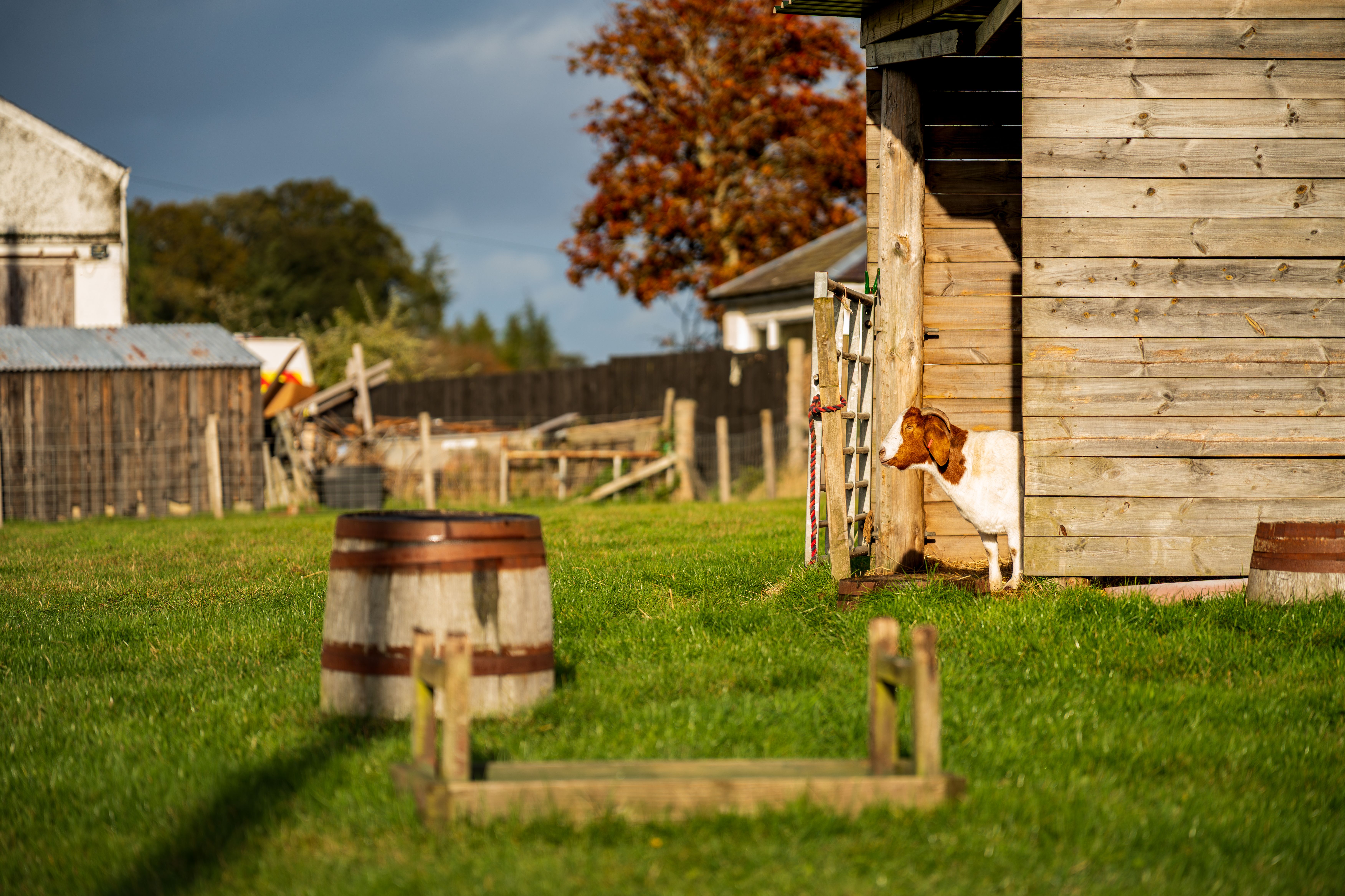 Rustic Farm Scene with Goat and Wooden Barn · Free Stock Photo
