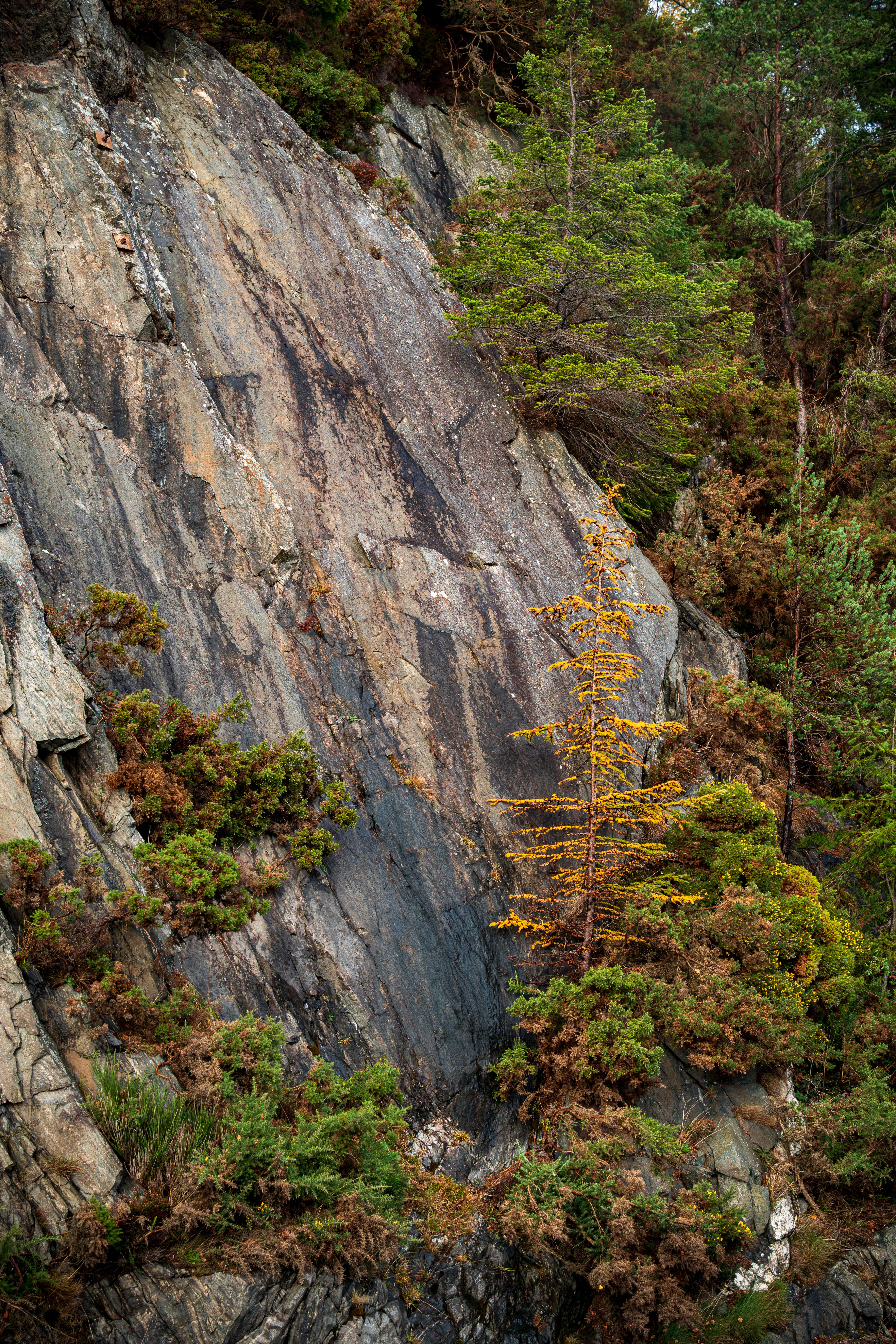 Colorful Cliffside Vegetation in Autumn · Free Stock Photo