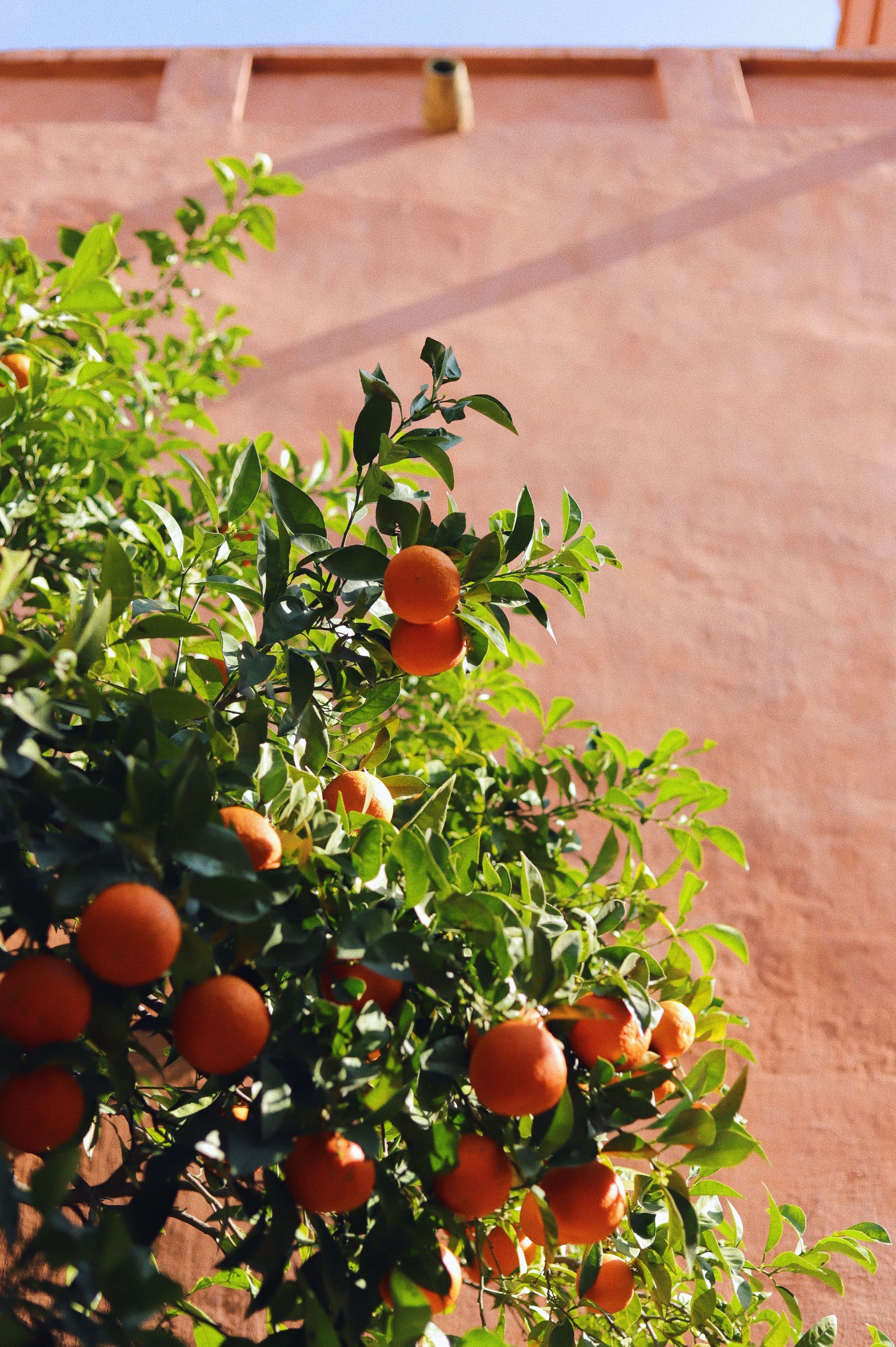 Orange Tree Against Vibrant Salmon Wall · Free Stock Photo