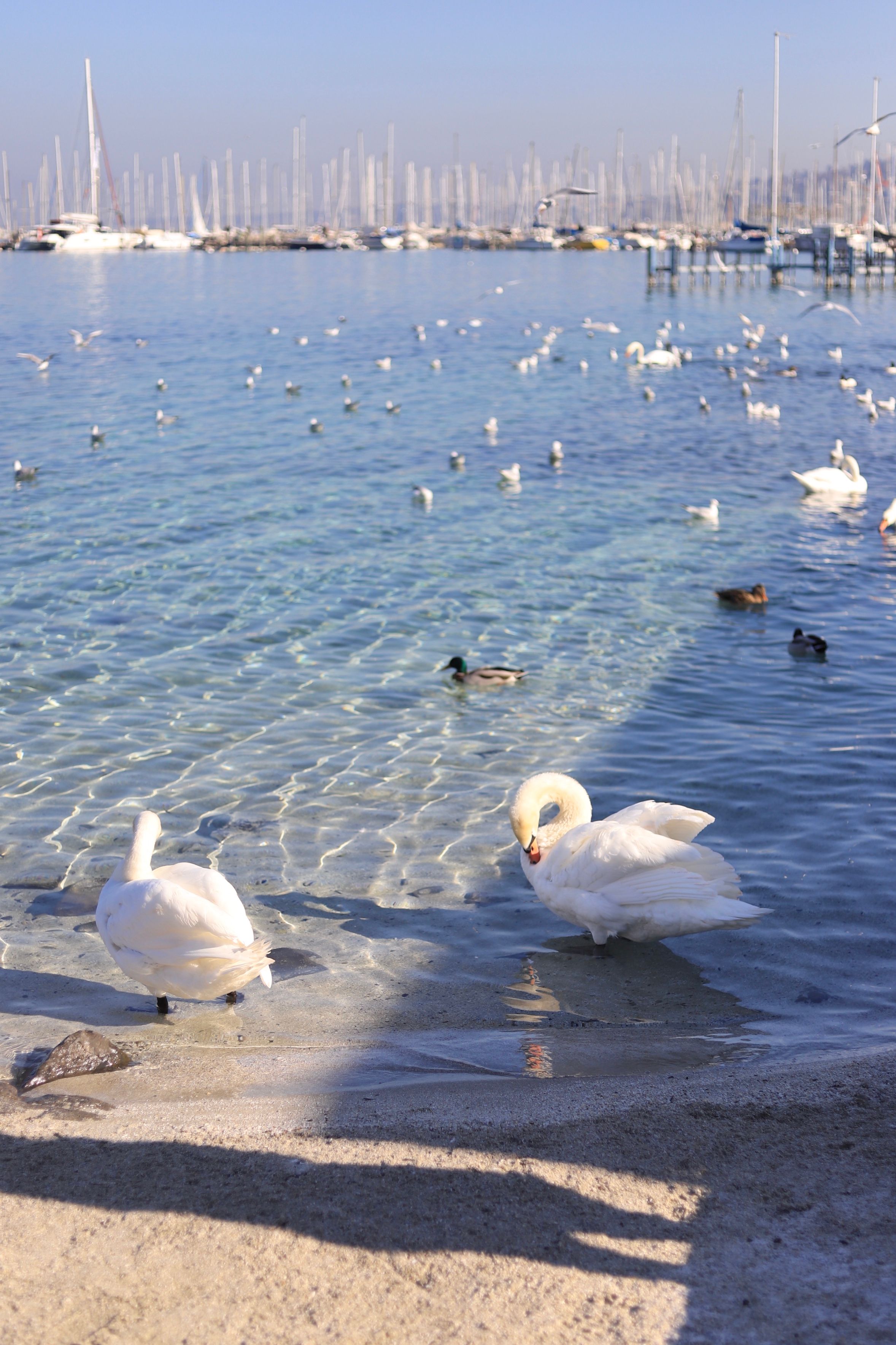 Serene Swans by Lake Geneva at Sunrise · Free Stock Photo