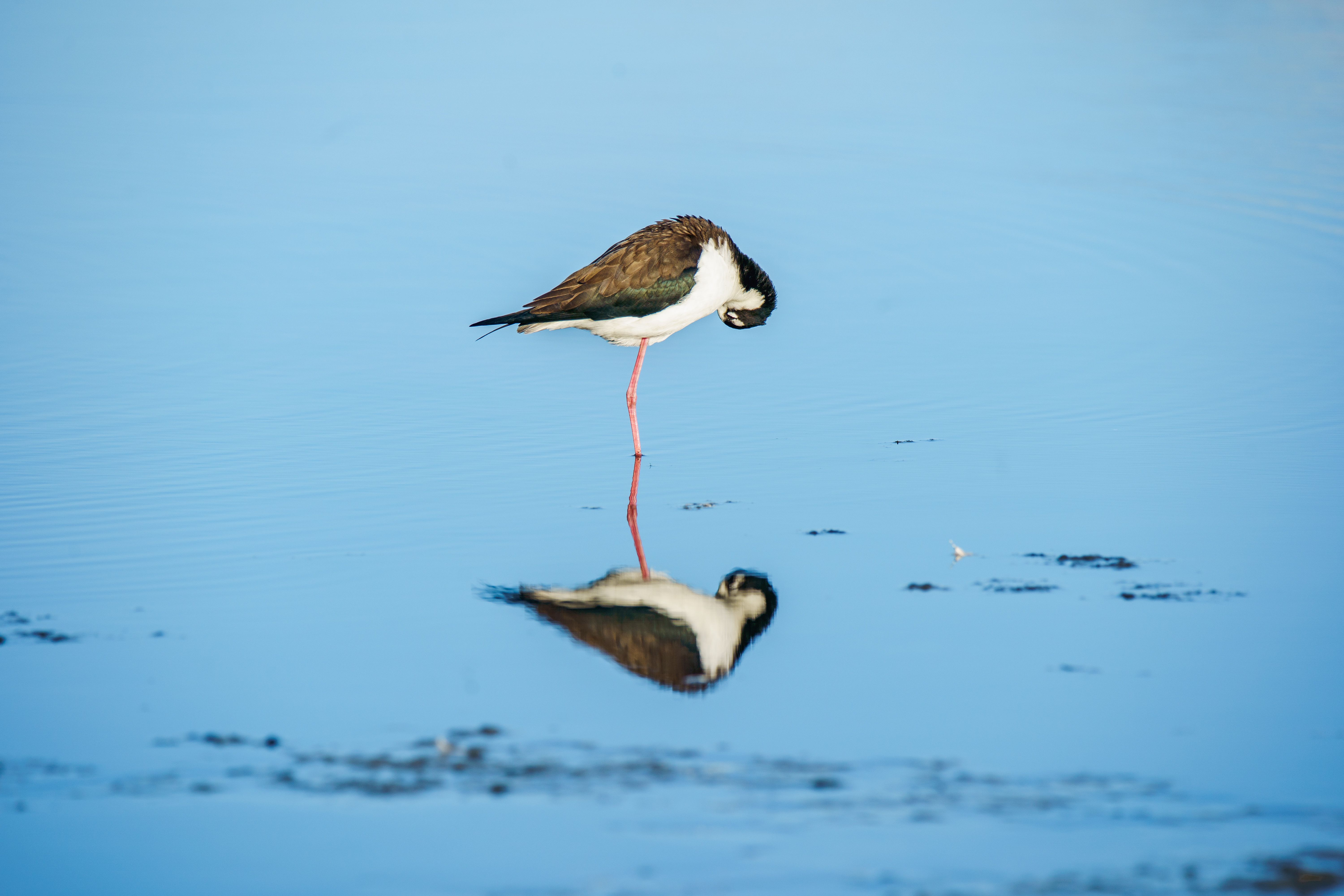 Reflective Stilt Bird Standing on Calm Water · Free Stock Photo