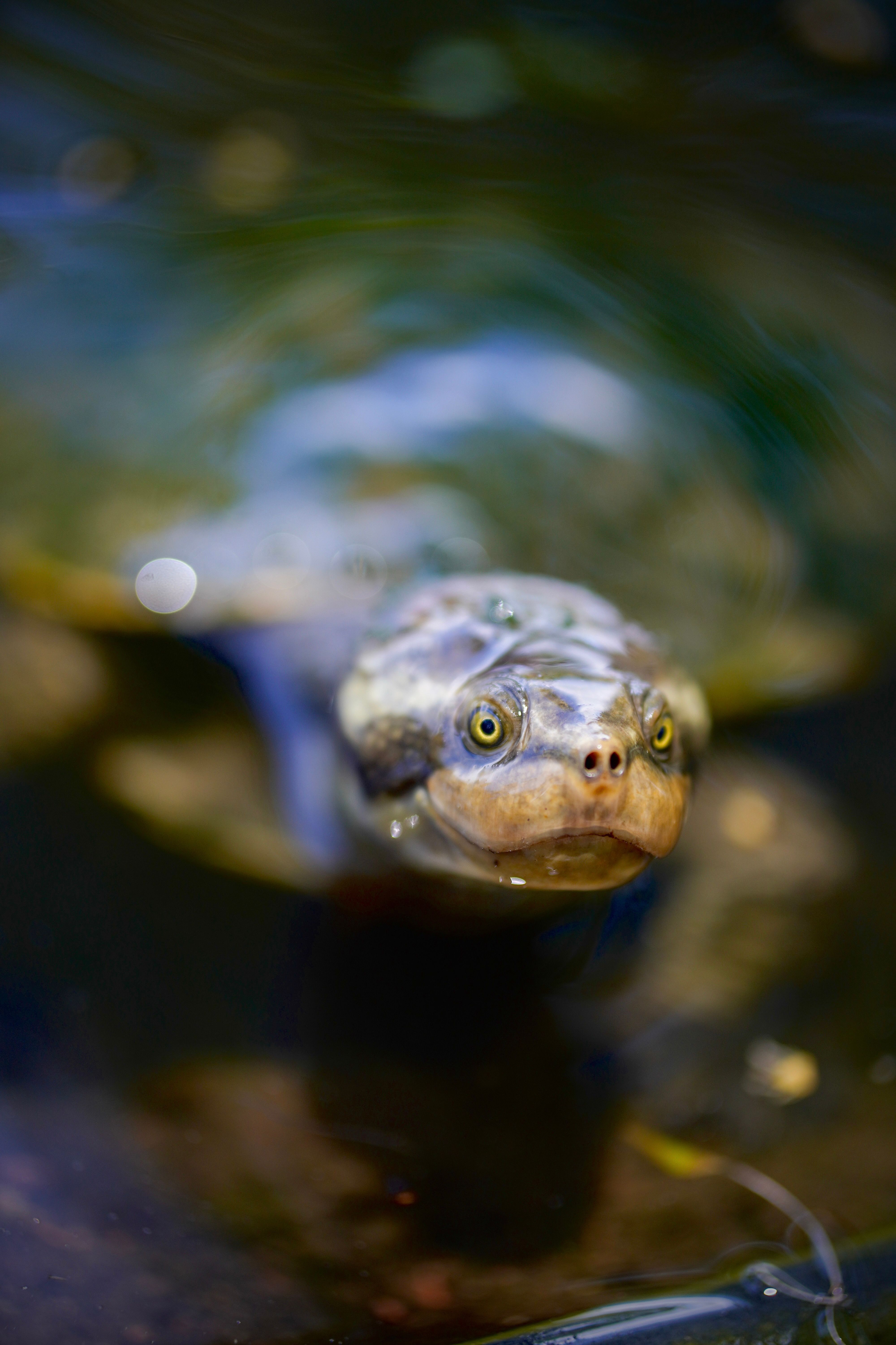Green Frog Peeking Over Water Surface in Nature · Free Stock Photo