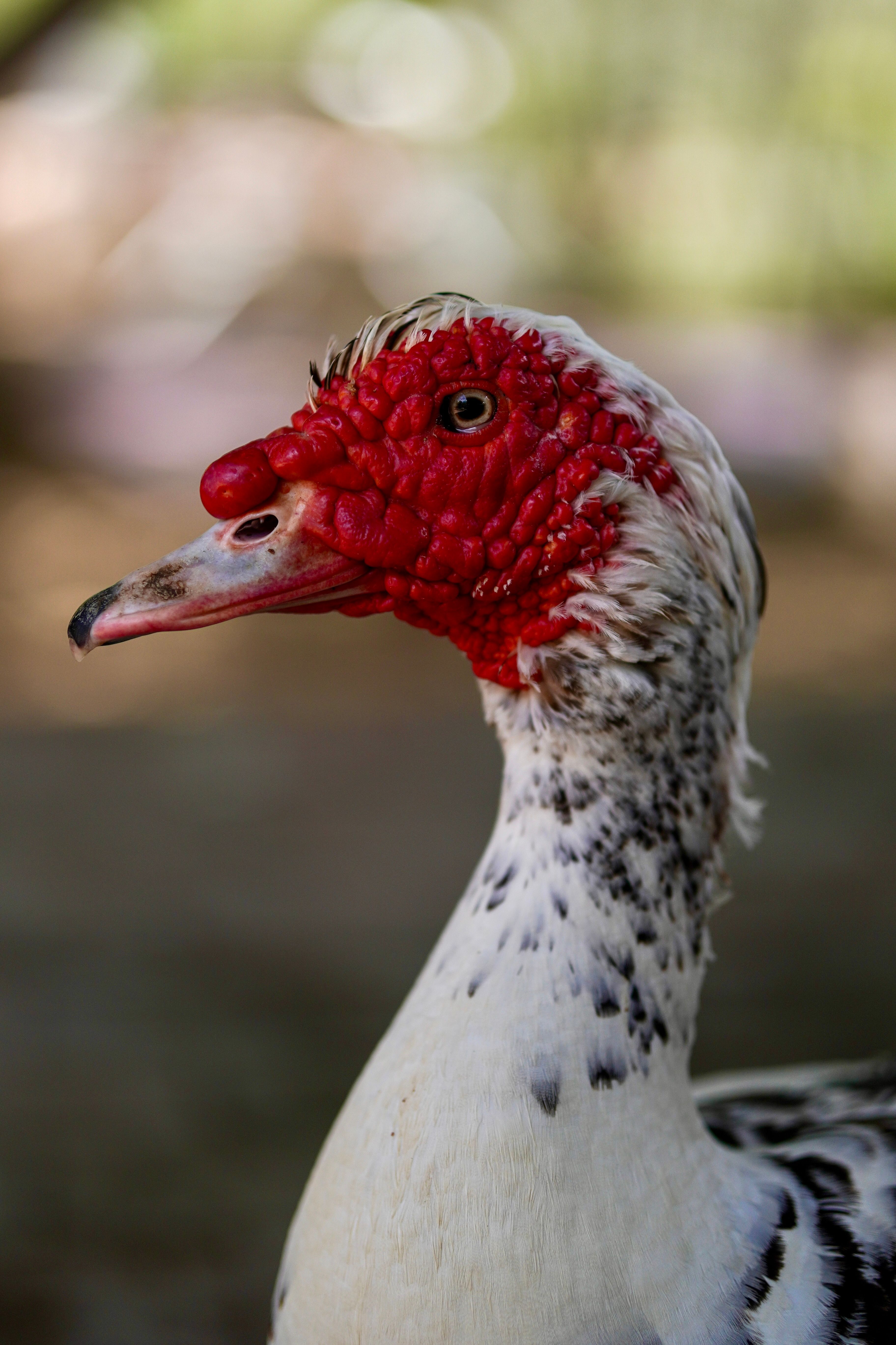 Close-up of a Muscovy Duck with Red Face · Free Stock Photo