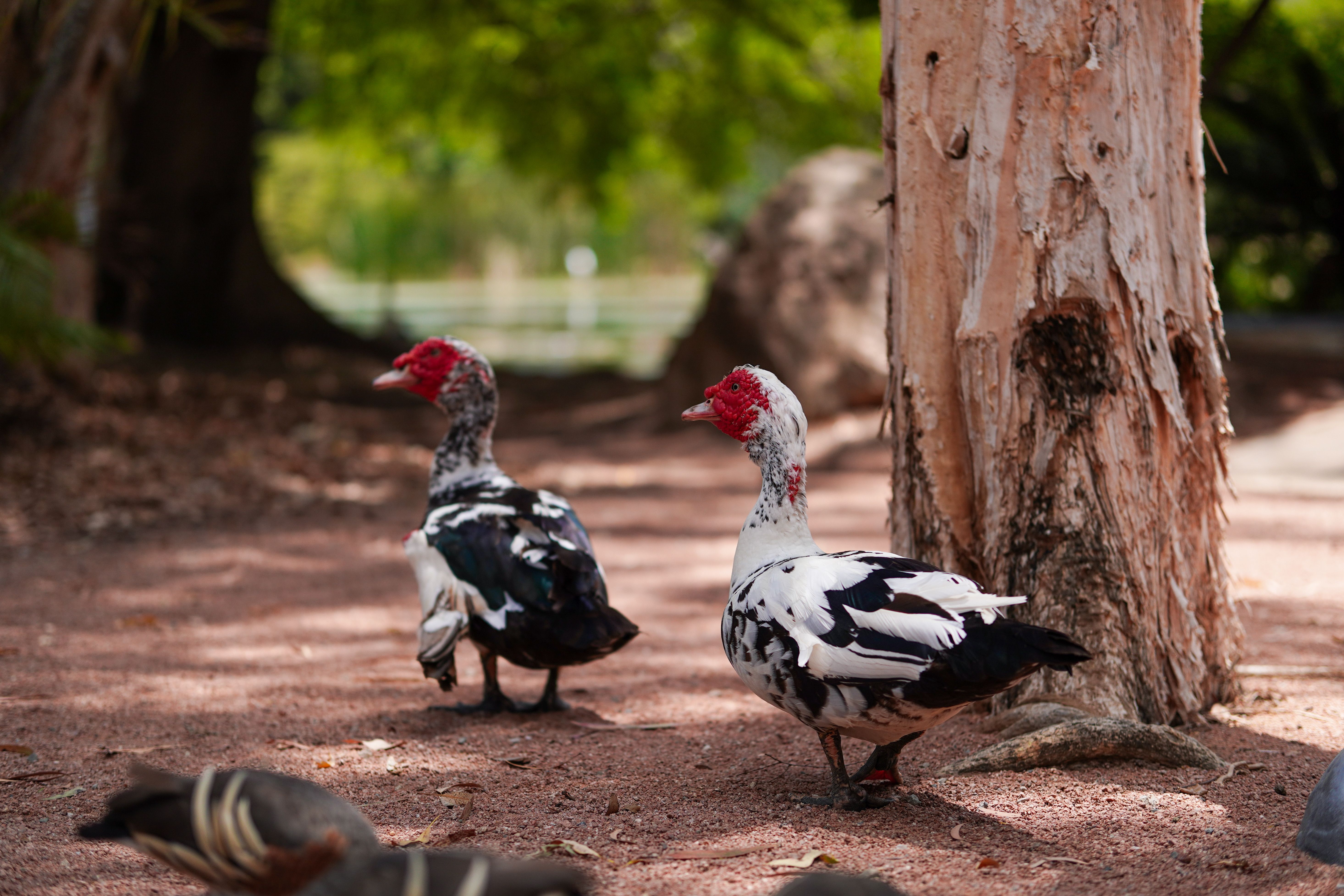 Muscovy Ducks in Natural Park Setting · Free Stock Photo