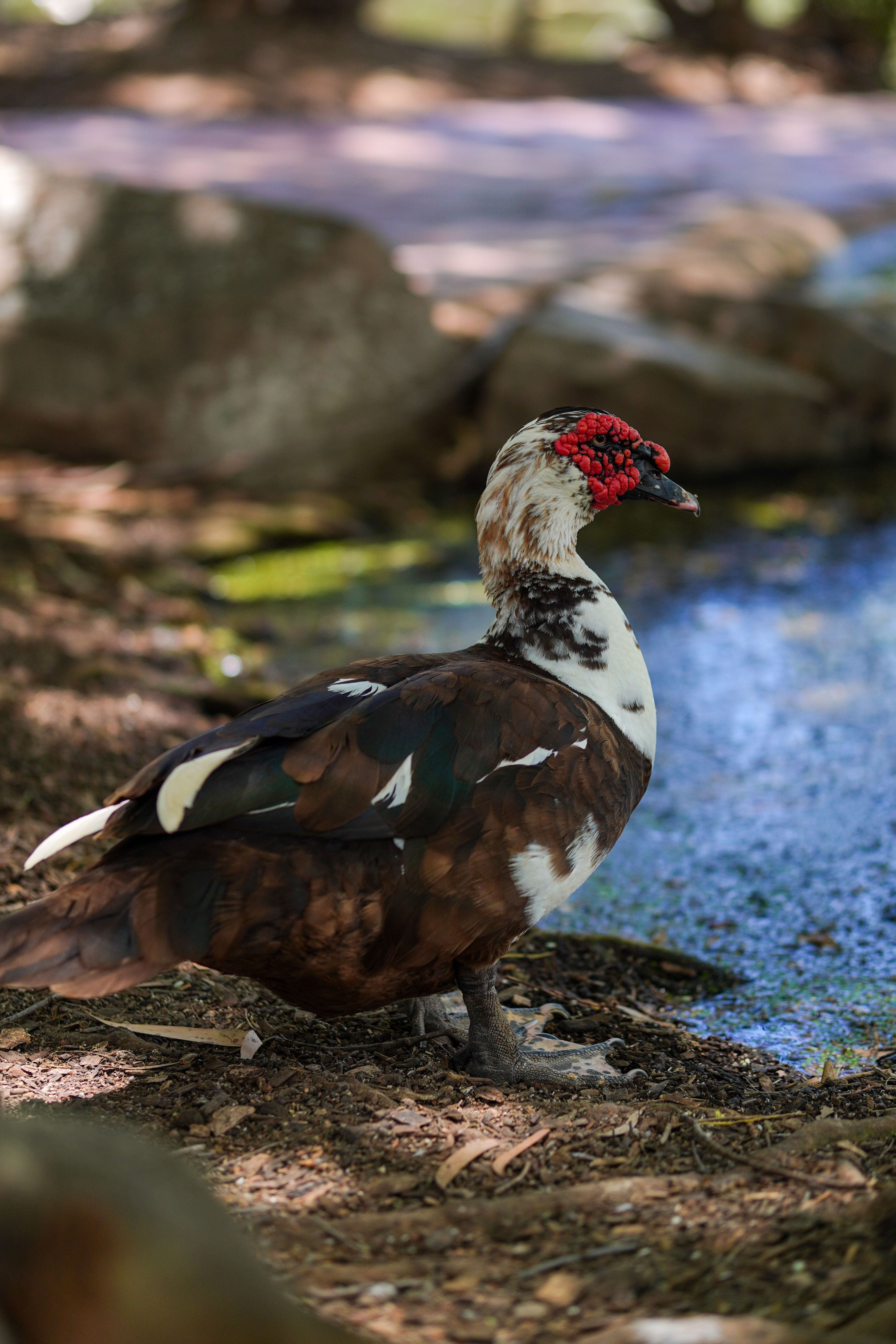 Muscovy Duck Near Tranquil Water in Sunlit Park · Free Stock Photo