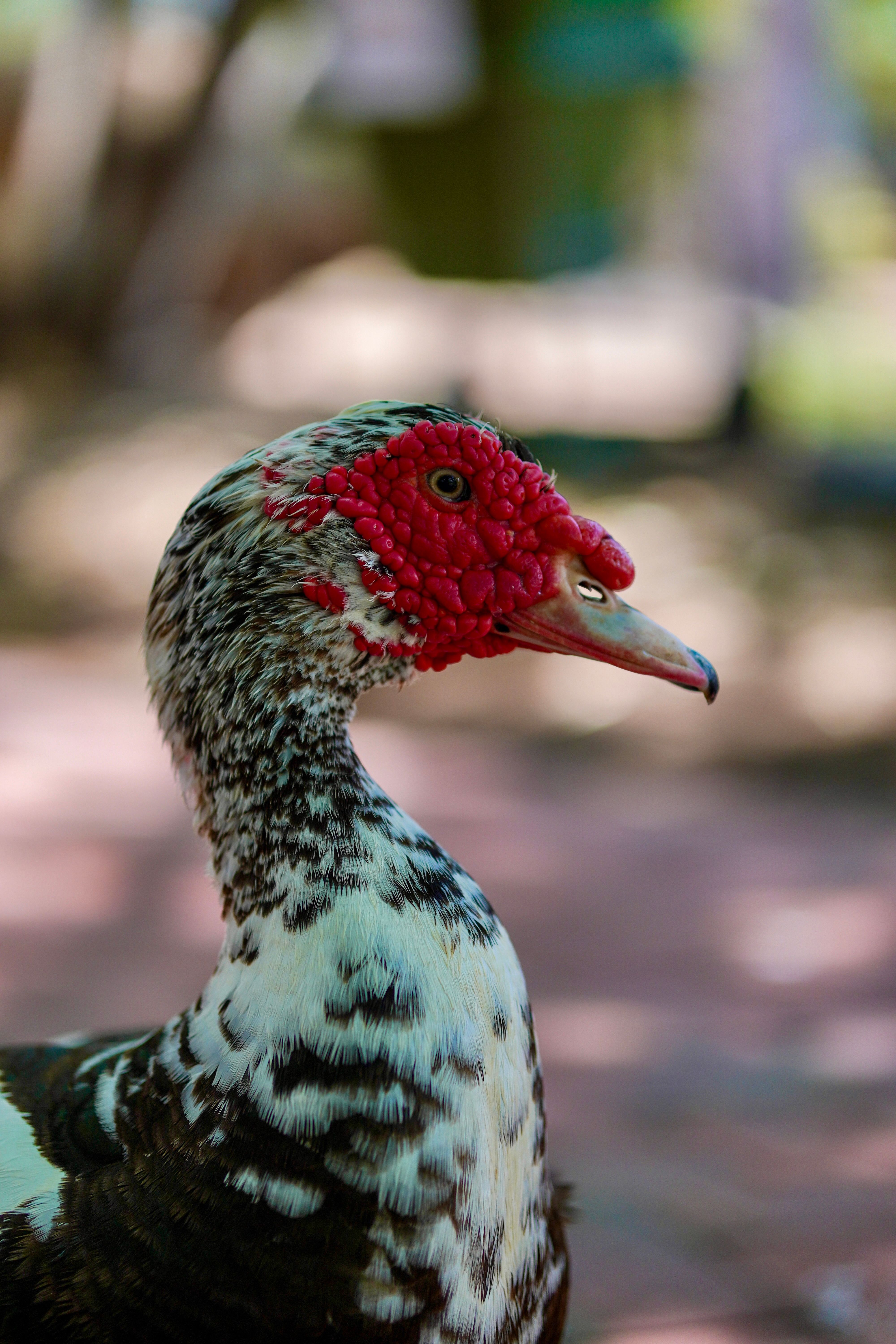 80.000+ melhores imagens de Desenho De Pato · Download 100% grátis ...