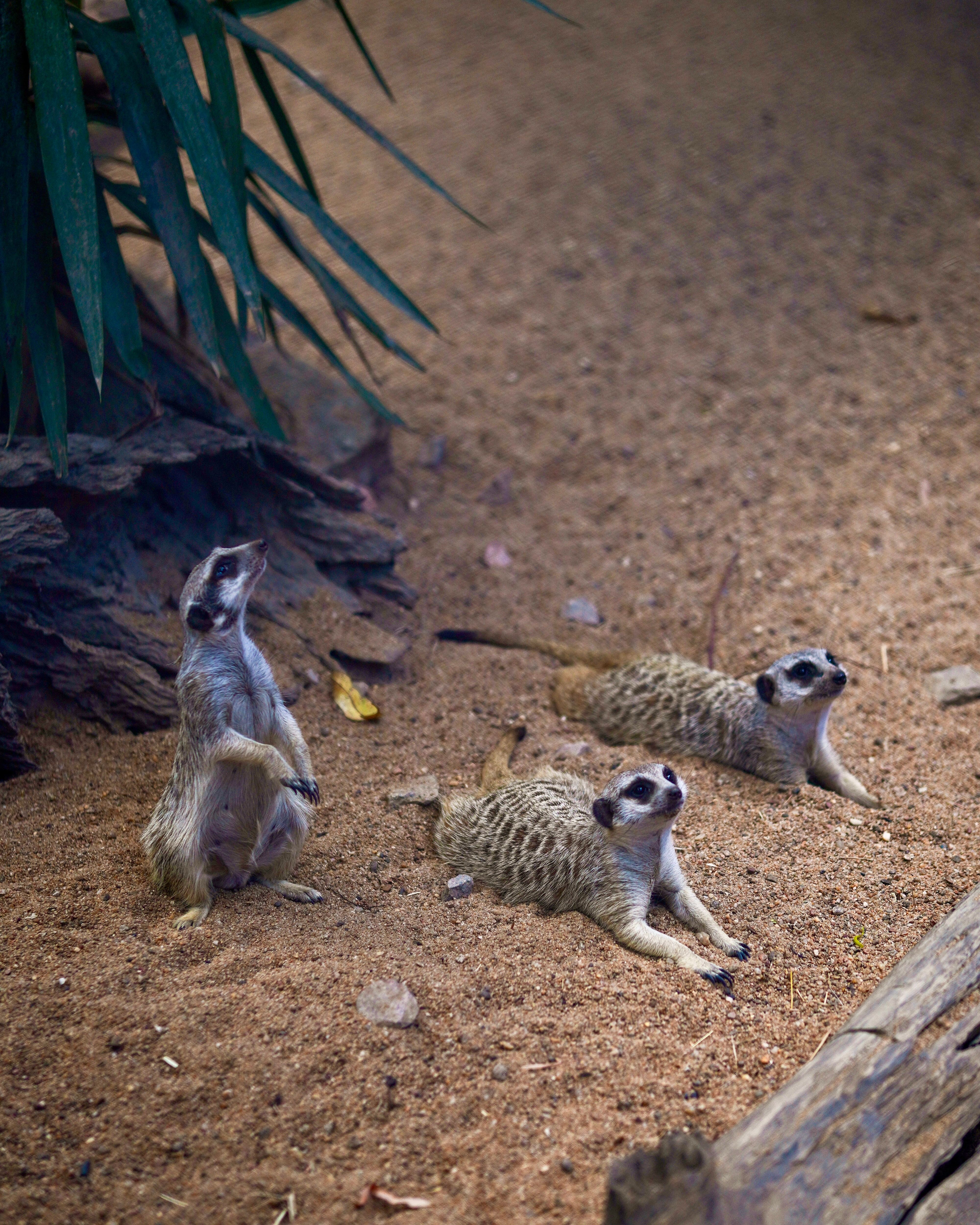 Playful Meerkats Interacting in Natural Habitat · Free Stock Photo
