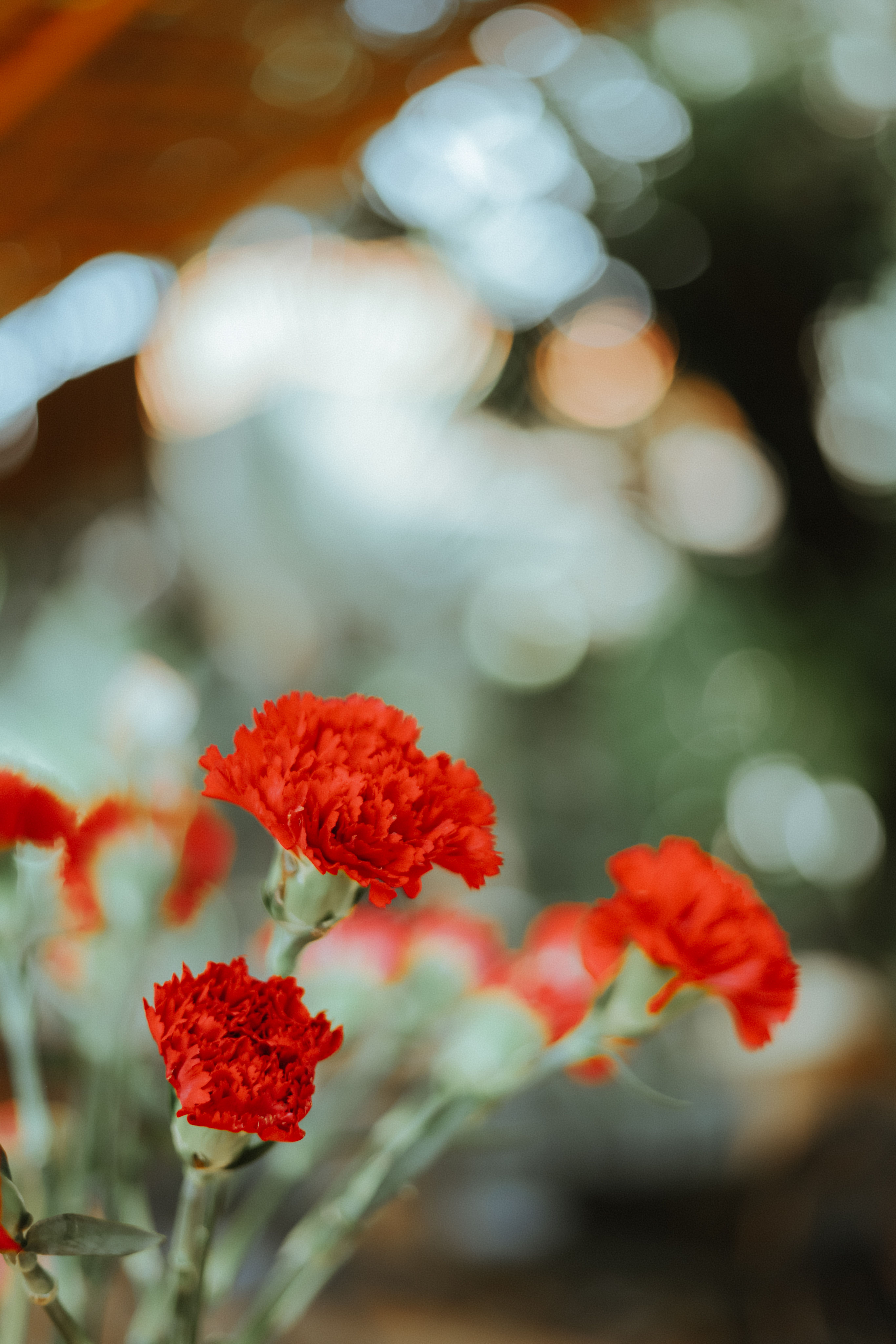 Vibrant Red Carnations with Bokeh Background · Free Stock Photo