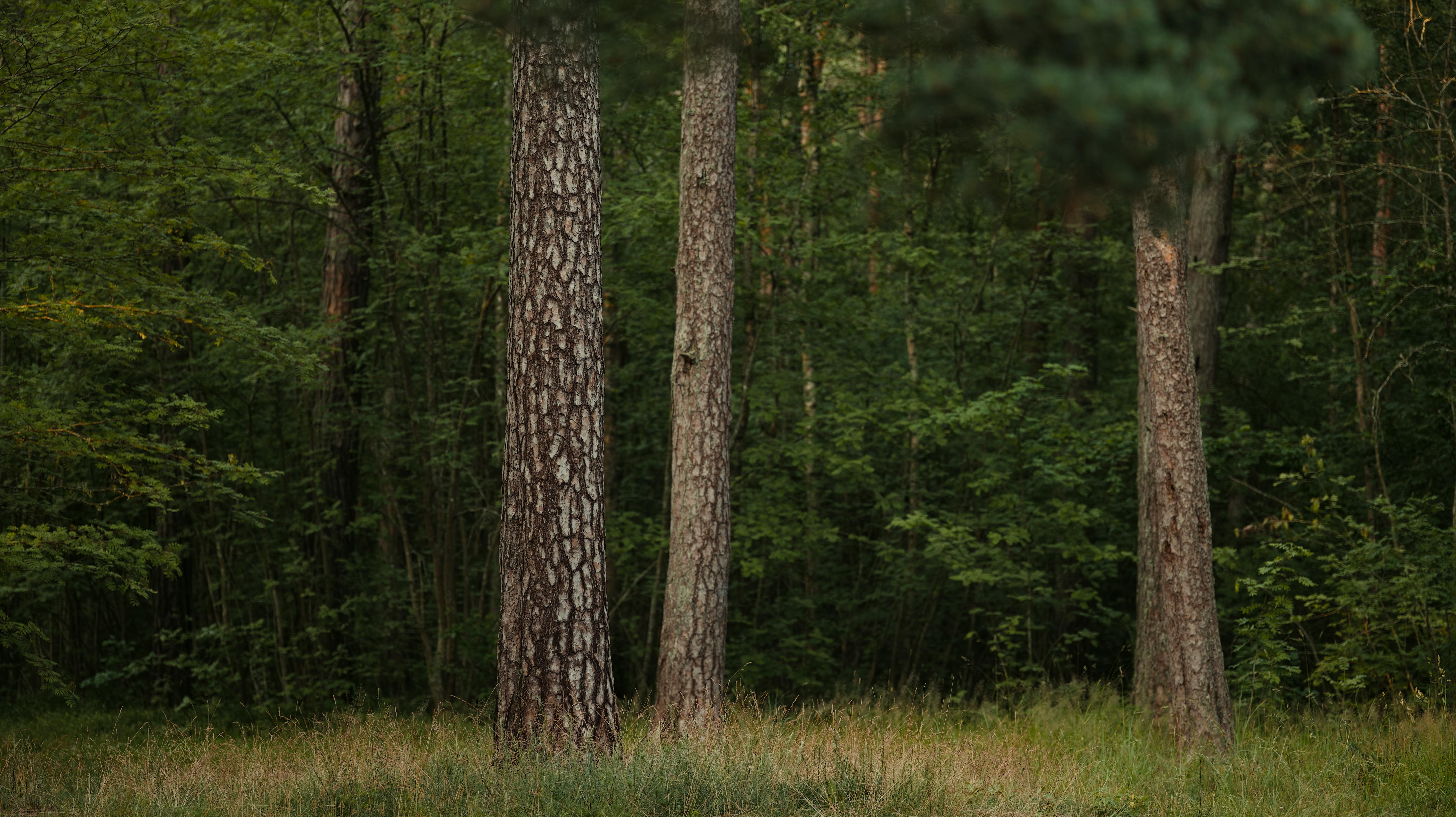 Serene Green Forest with Tall Tree Trunks · Free Stock Photo