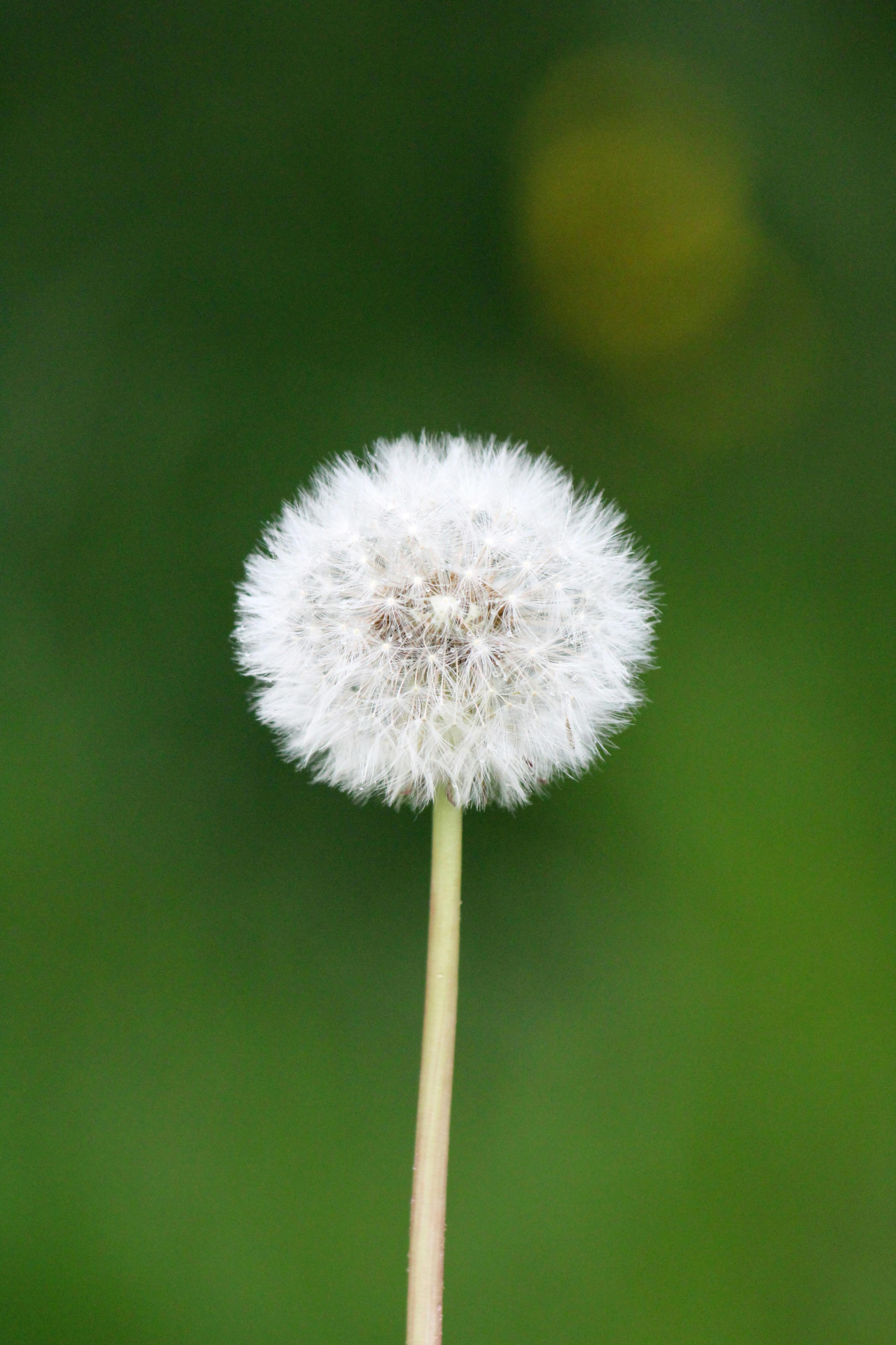 Weed Wallpapers Photos, Download The BEST Free Weed Wallpapers Stock ...