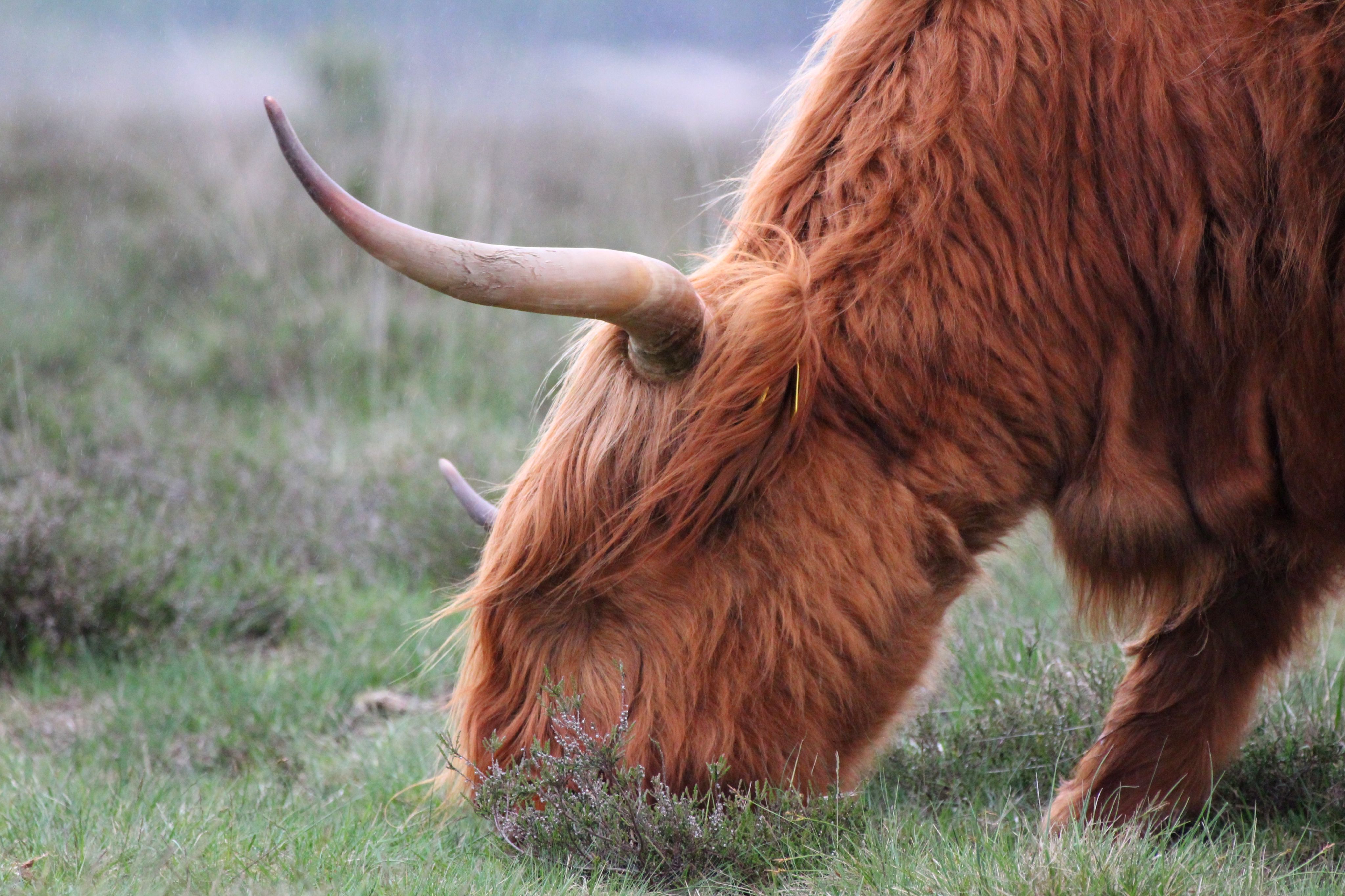 Wow Cow Photos, Download The BEST Free Wow Cow Stock Photos & HD Images