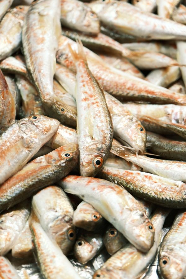 Mullet Fish Photos, Download The BEST Free Mullet Fish Stock Photos ...