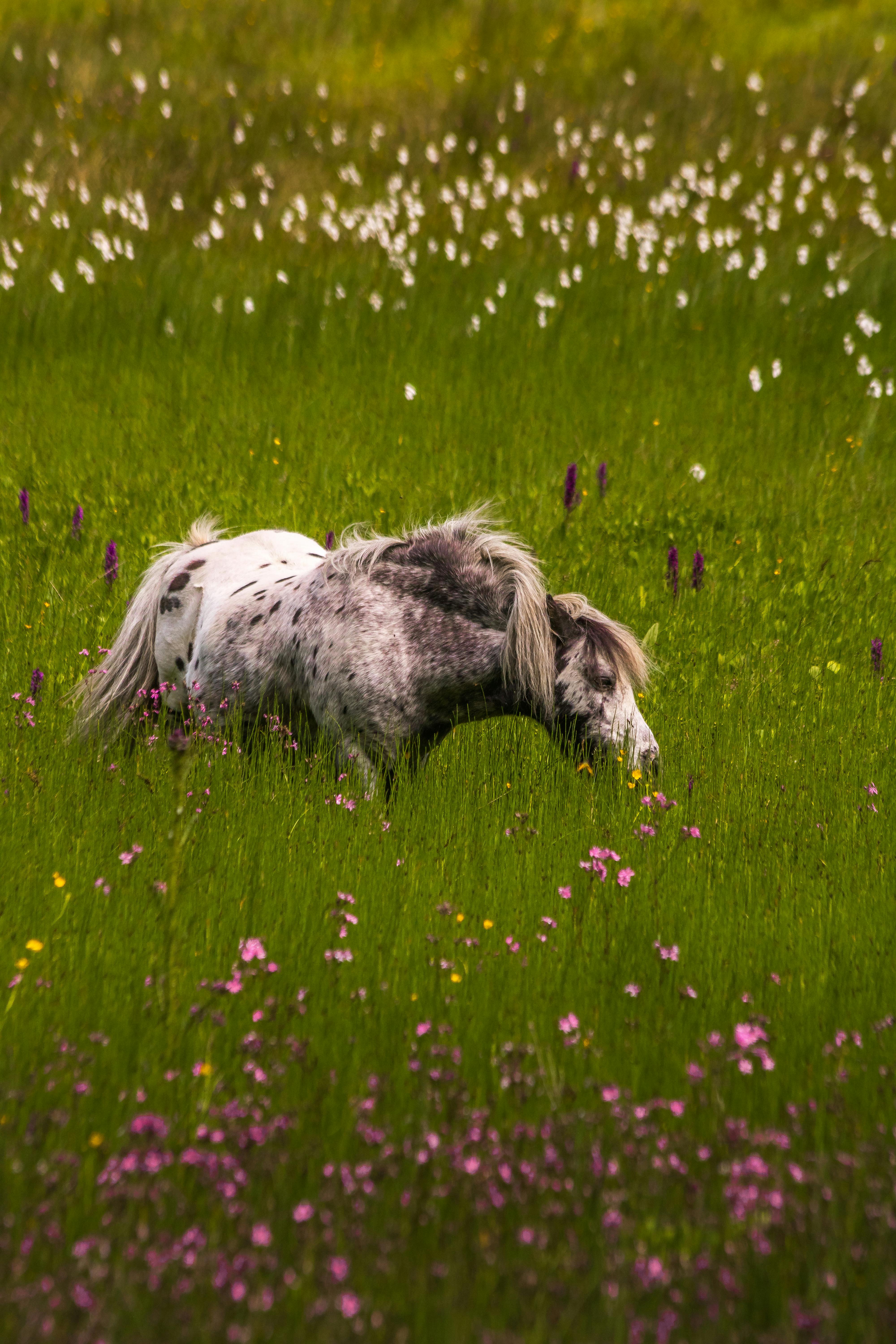 Foto de stock gratuita sobre agricultura, agroturismo, al aire libre ...