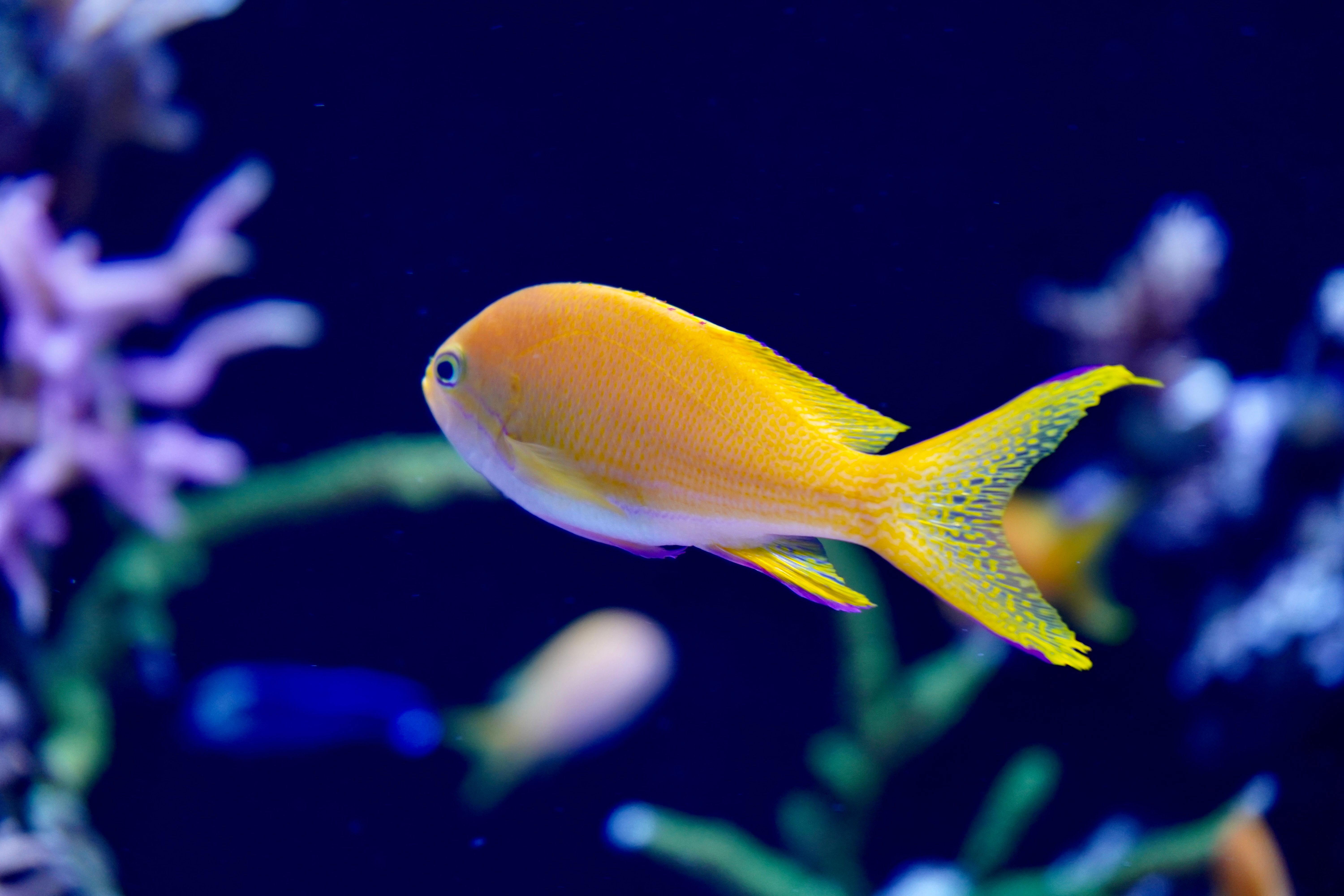 Bright Yellow Fish in Blue Coral Reef Aquarium · Free Stock Photo