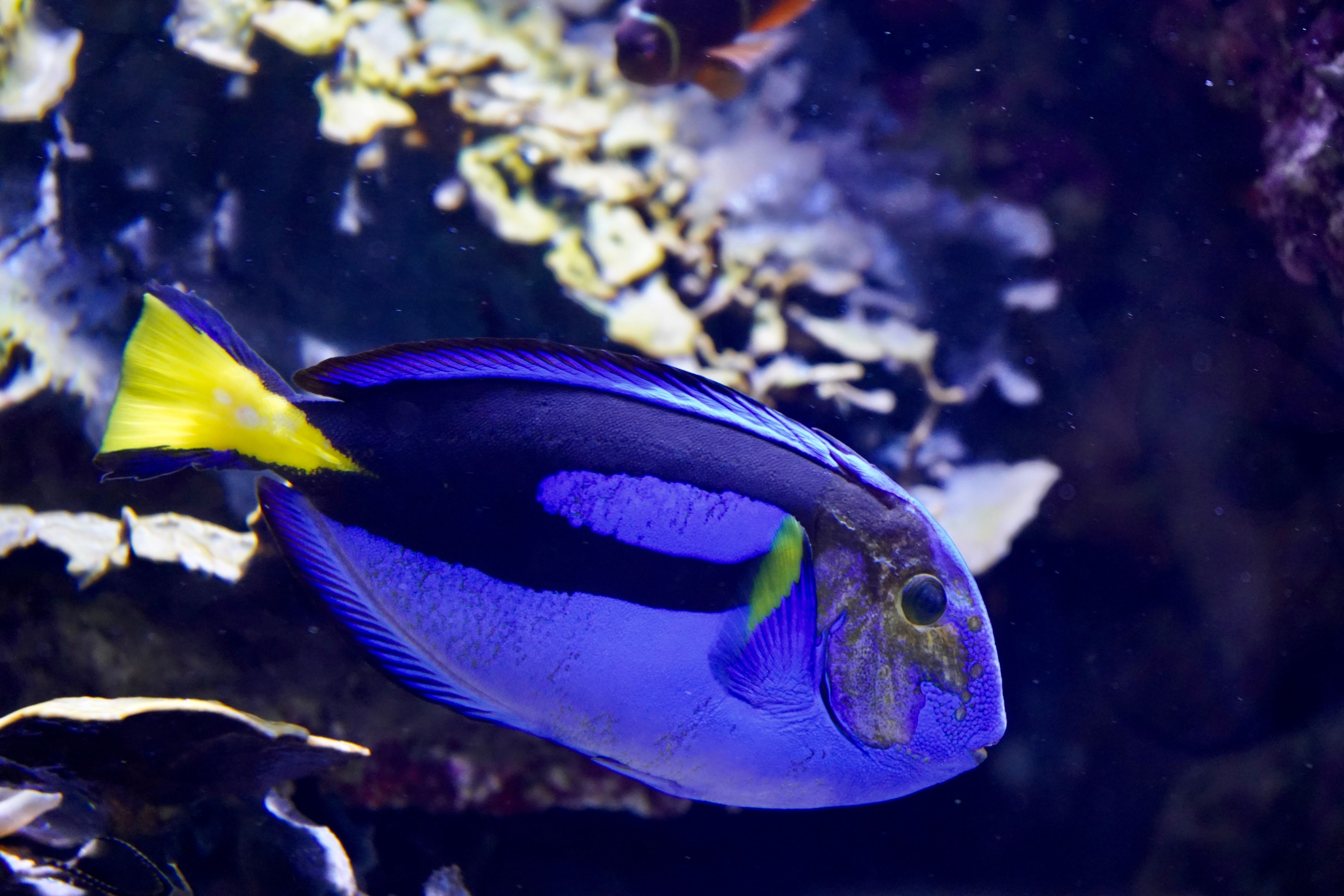 Close-up of a Blue Tang Fish Underwater · Free Stock Photo