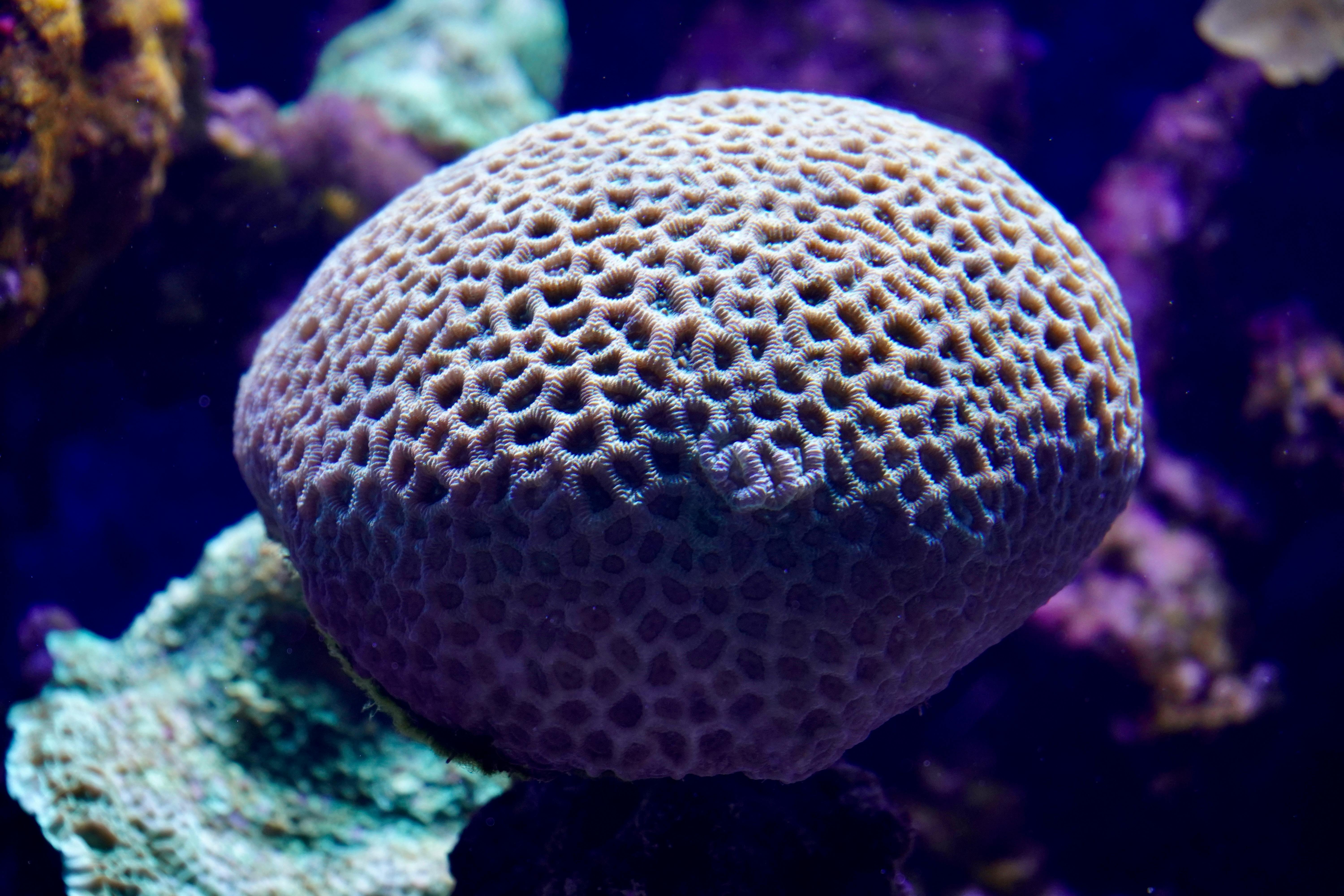 Foto de stock gratuita sobre acuático, ambiente marino, arrecife ...