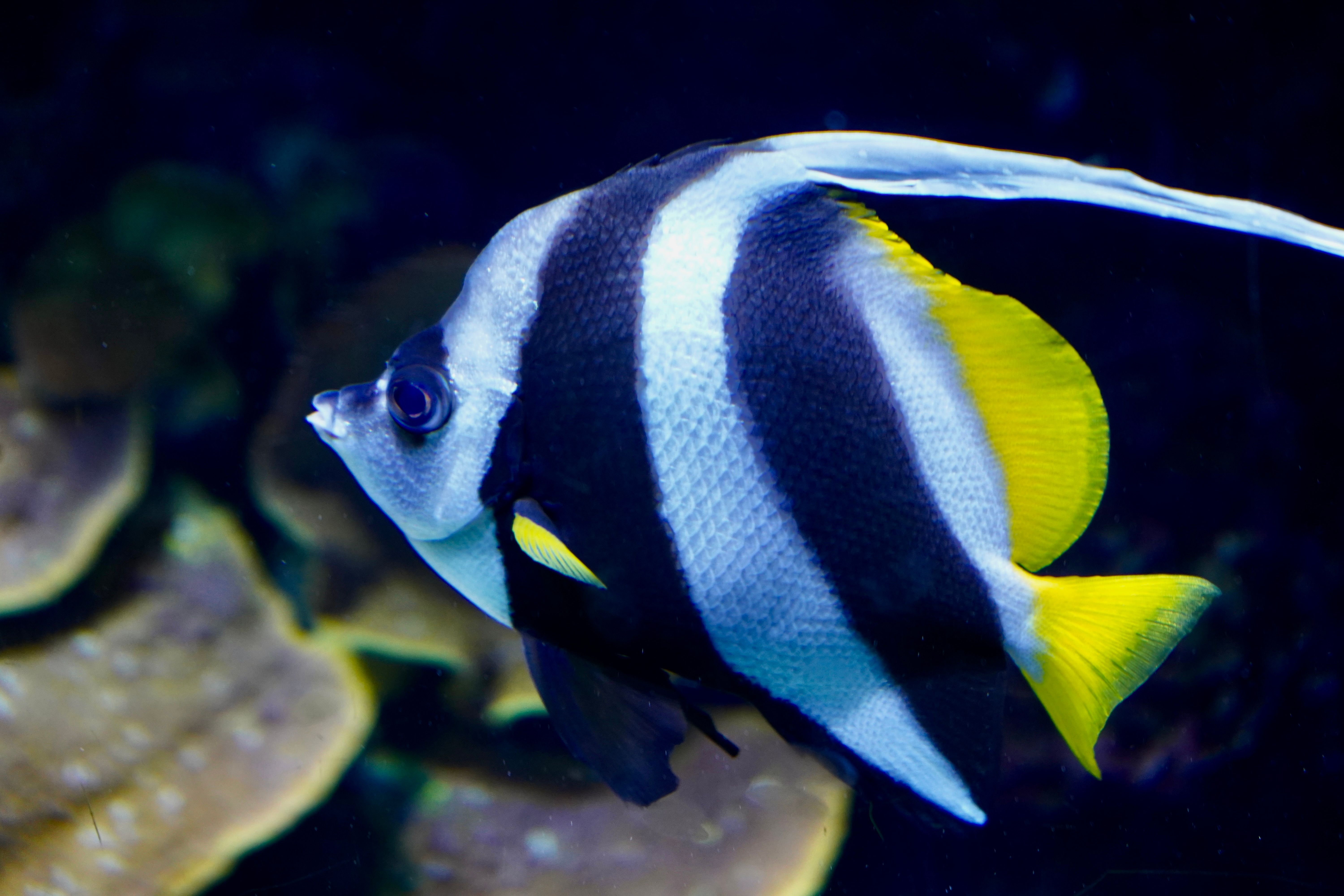 Close-up of Moorish Idol Fish in Aquarium · Free Stock Photo