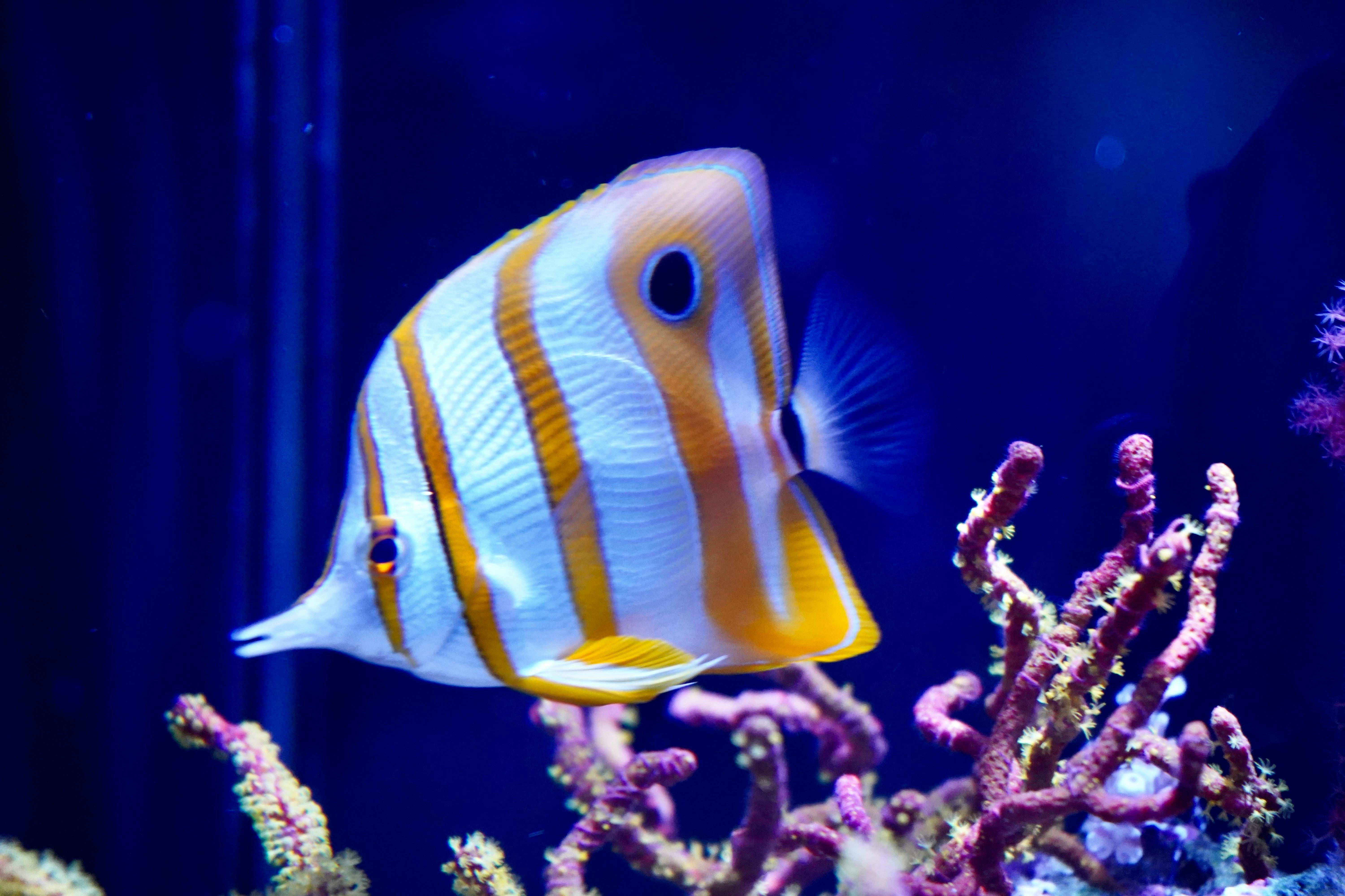 Foto de stock gratuita sobre acuario, acuario de arrecife, acuario ...