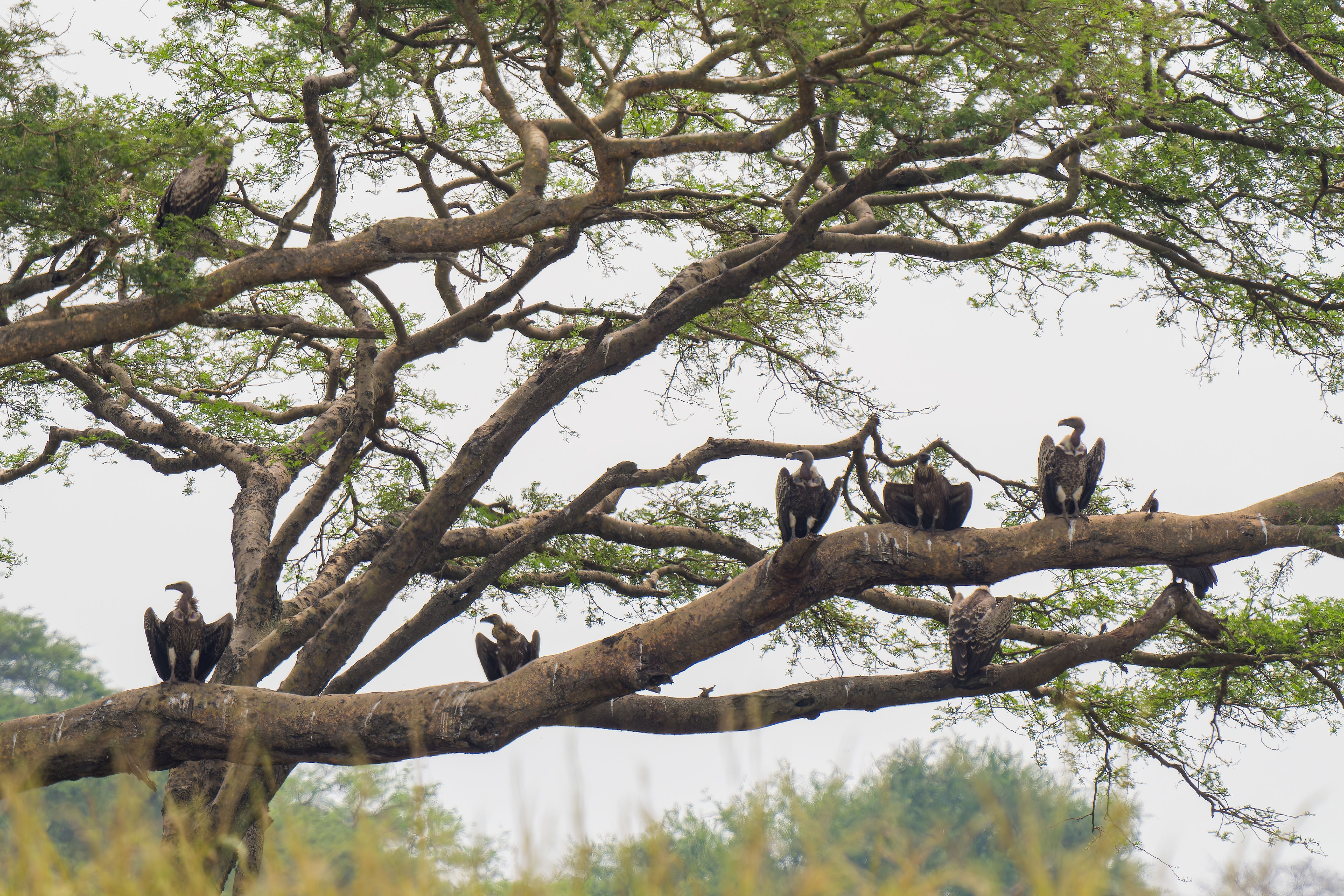 Vultures On The Tree Photos, Download The BEST Free Vultures On The ...