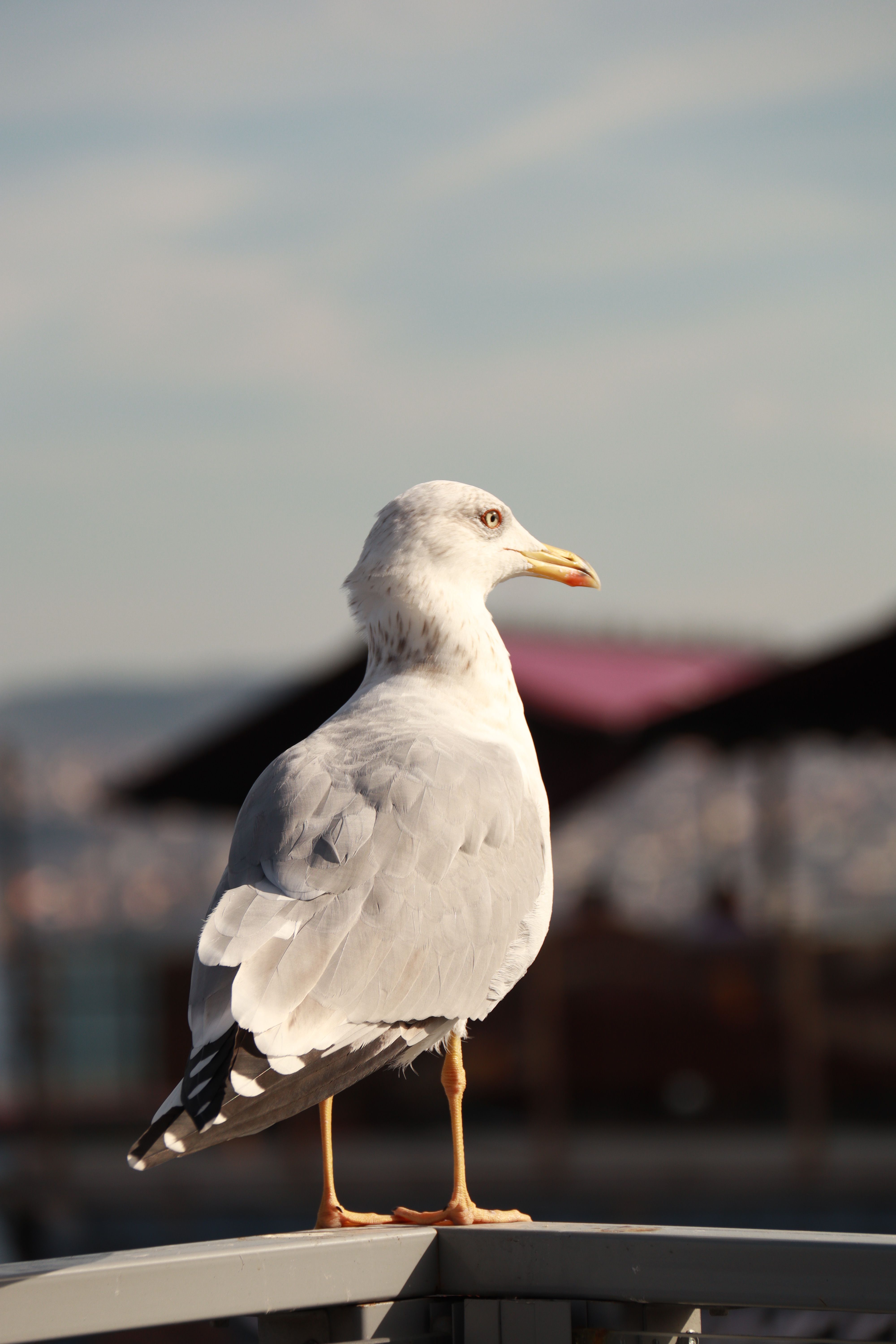 White Seagull on Brown Surface · Free Stock Photo