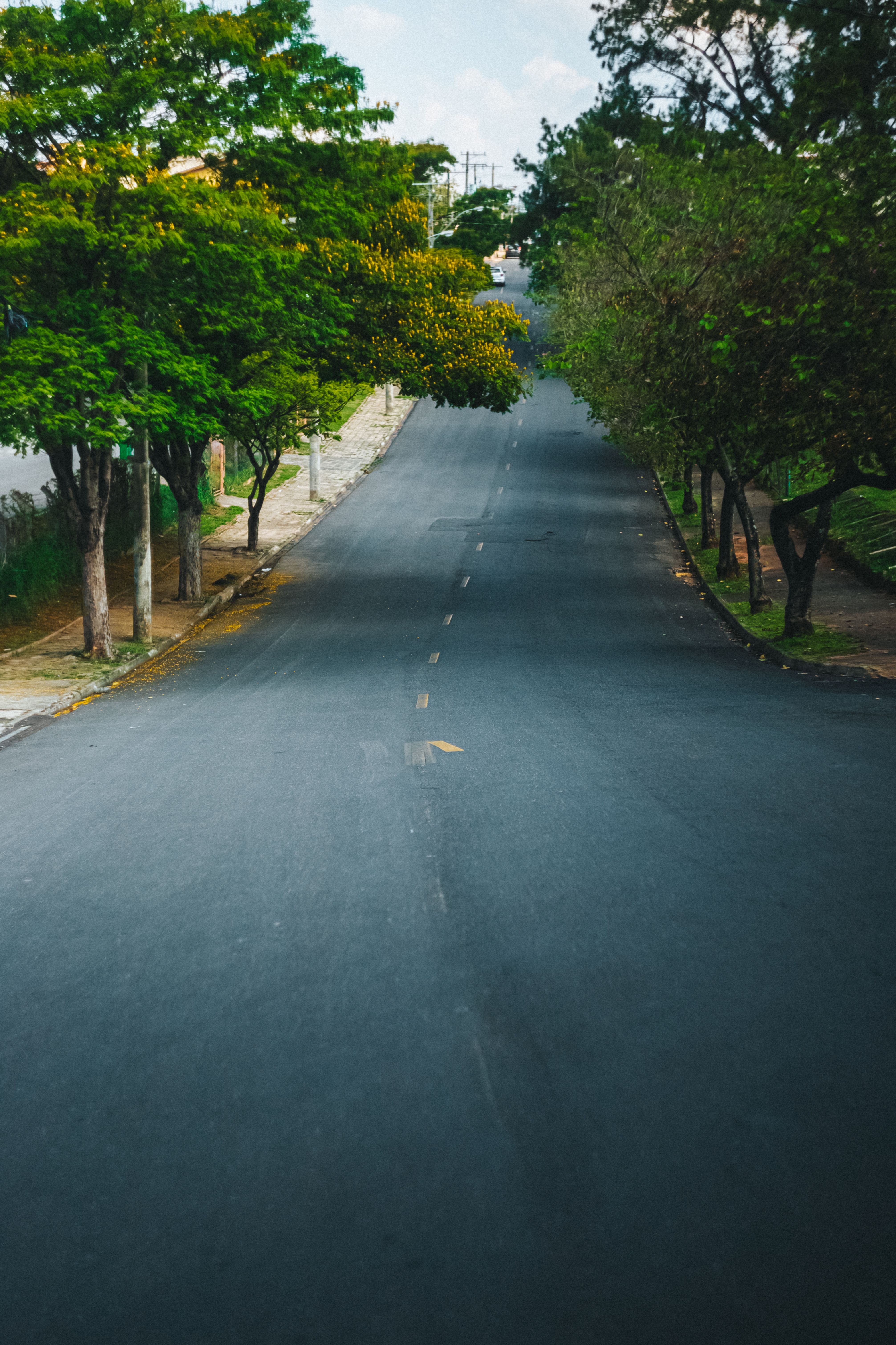 Road With Trees Photos, Download The BEST Free Road With Trees Stock ...
