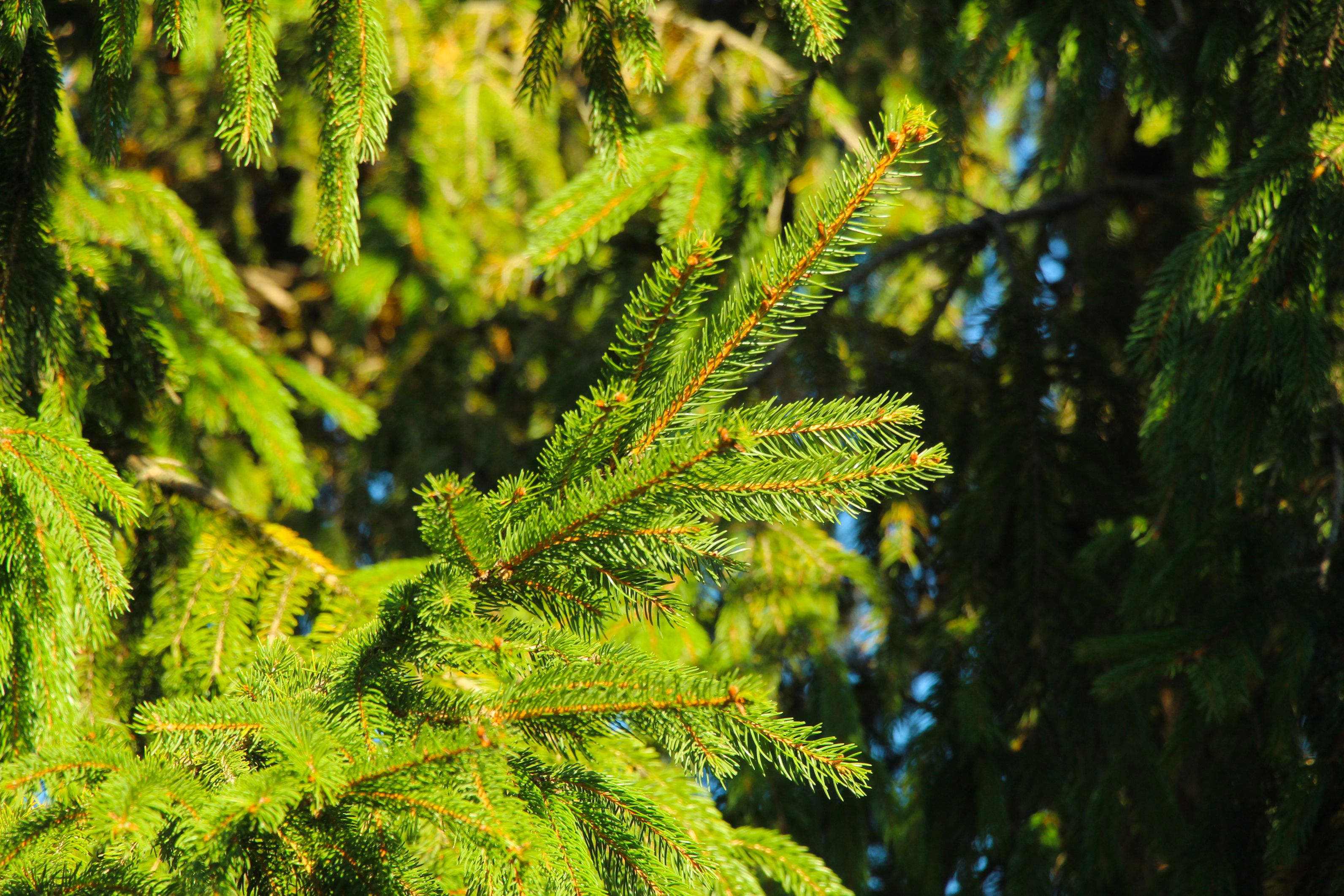 Pine Tree Tele Photos, Download The BEST Free Pine Tree Tele Stock ...
