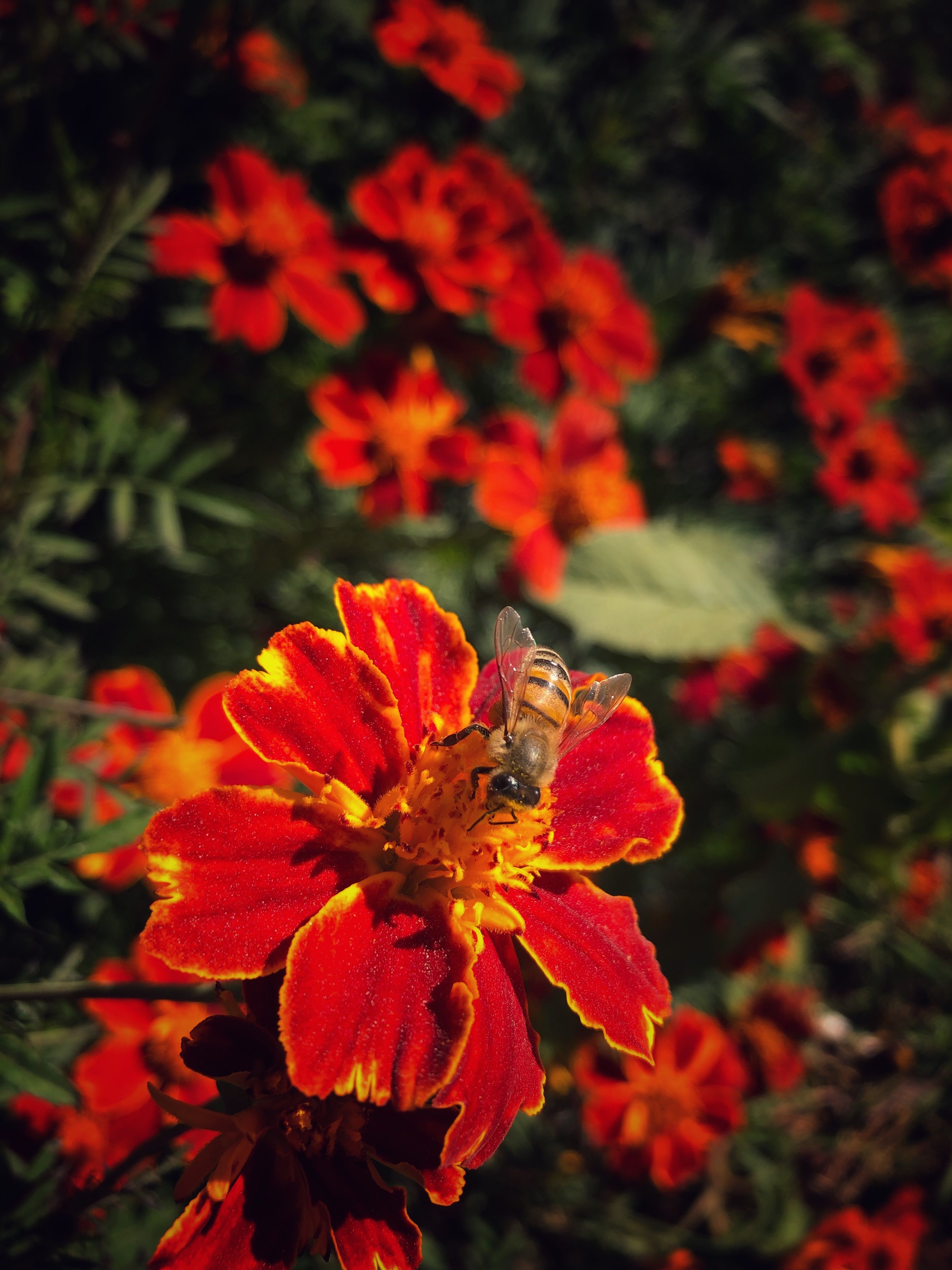 6.000+ Biene+kb+leaks Bilder und Fotos · Kostenlos Downloaden · Pexels ...