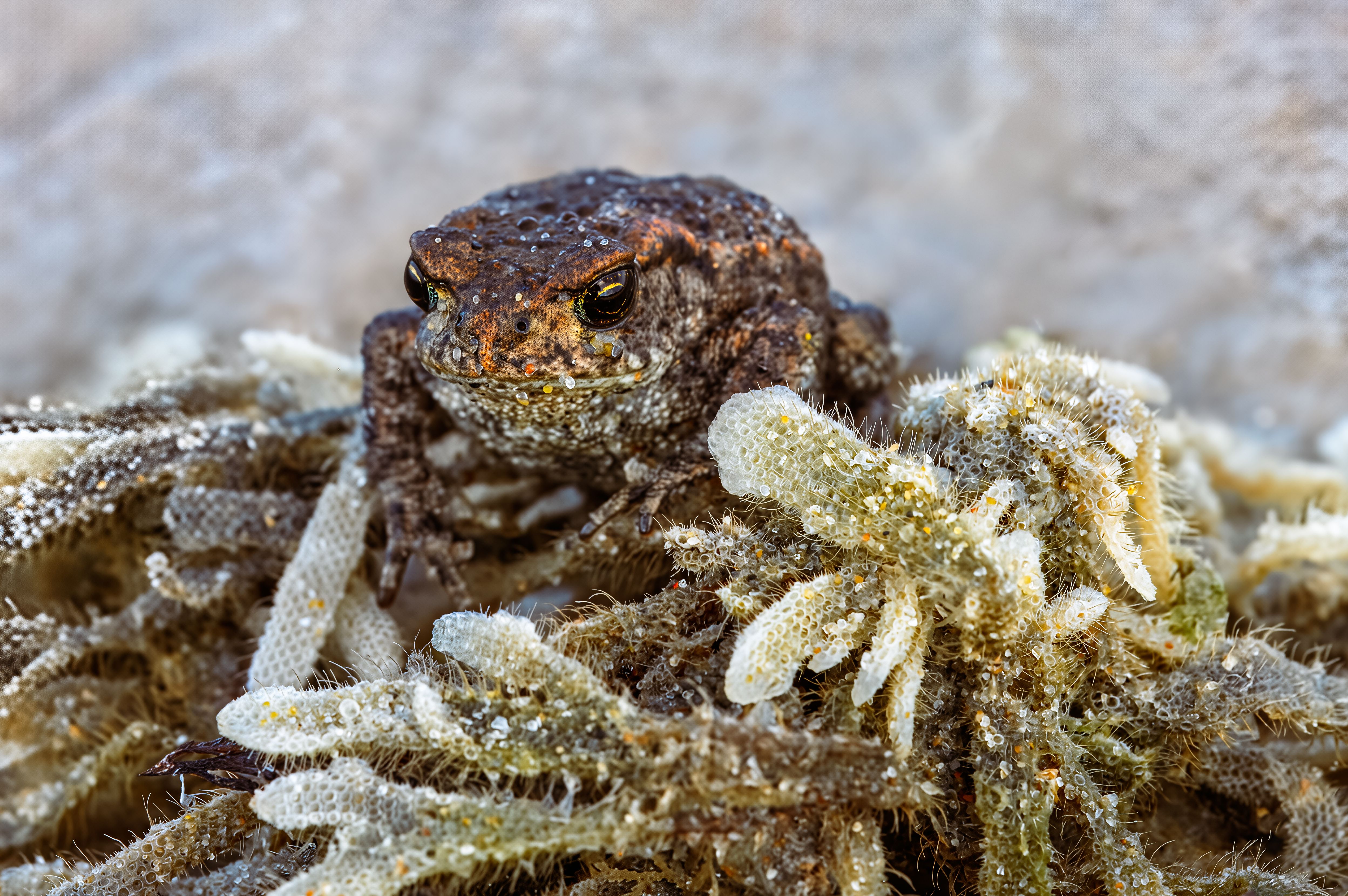 Close-up of Toad on Mossy Surface in Nature · Free Stock Photo