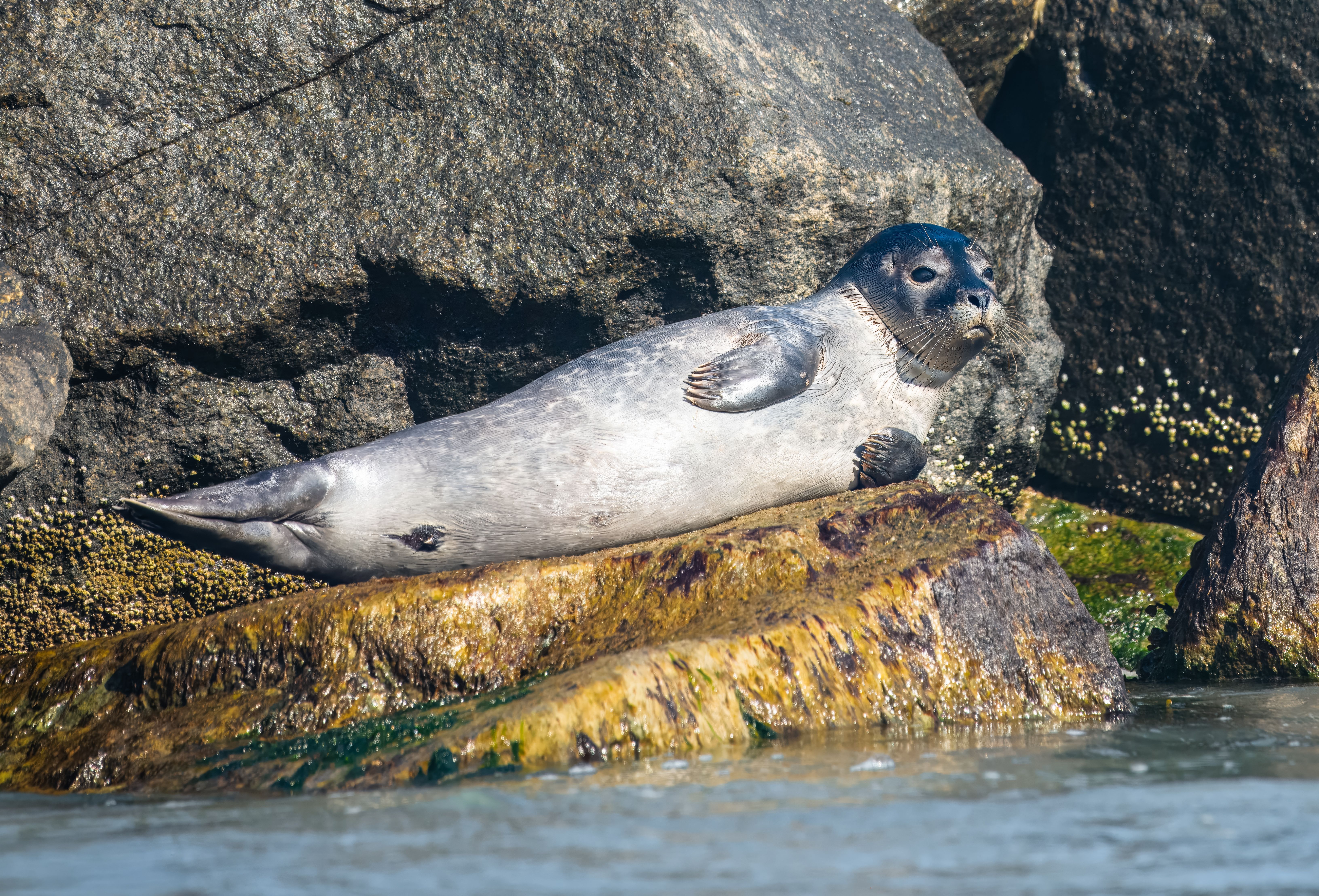 Harbor Seal Resting on Rocks by the Sea · Free Stock Photo