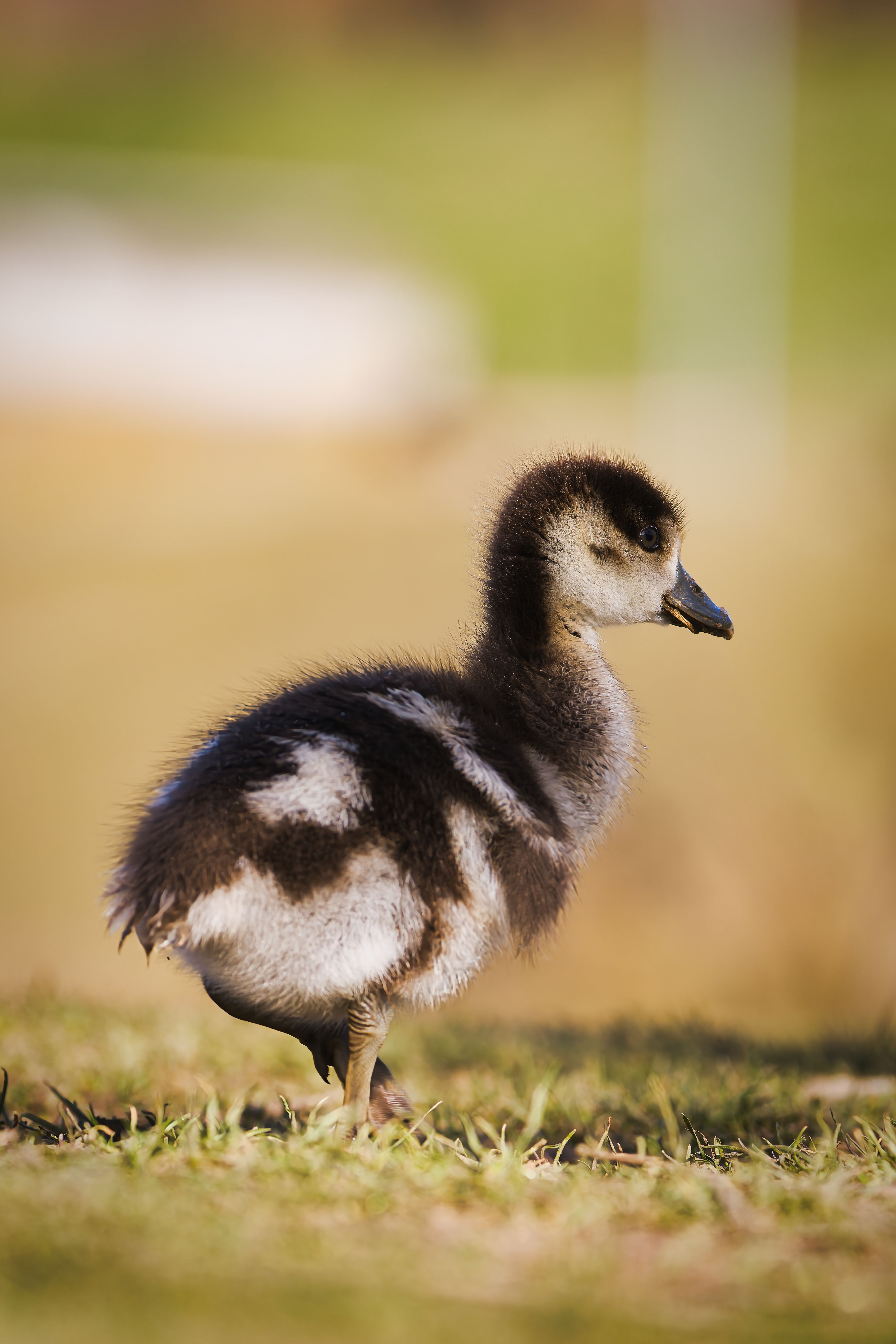 Close-Up of Fluffy Gosling in Spring Field · Free Stock Photo