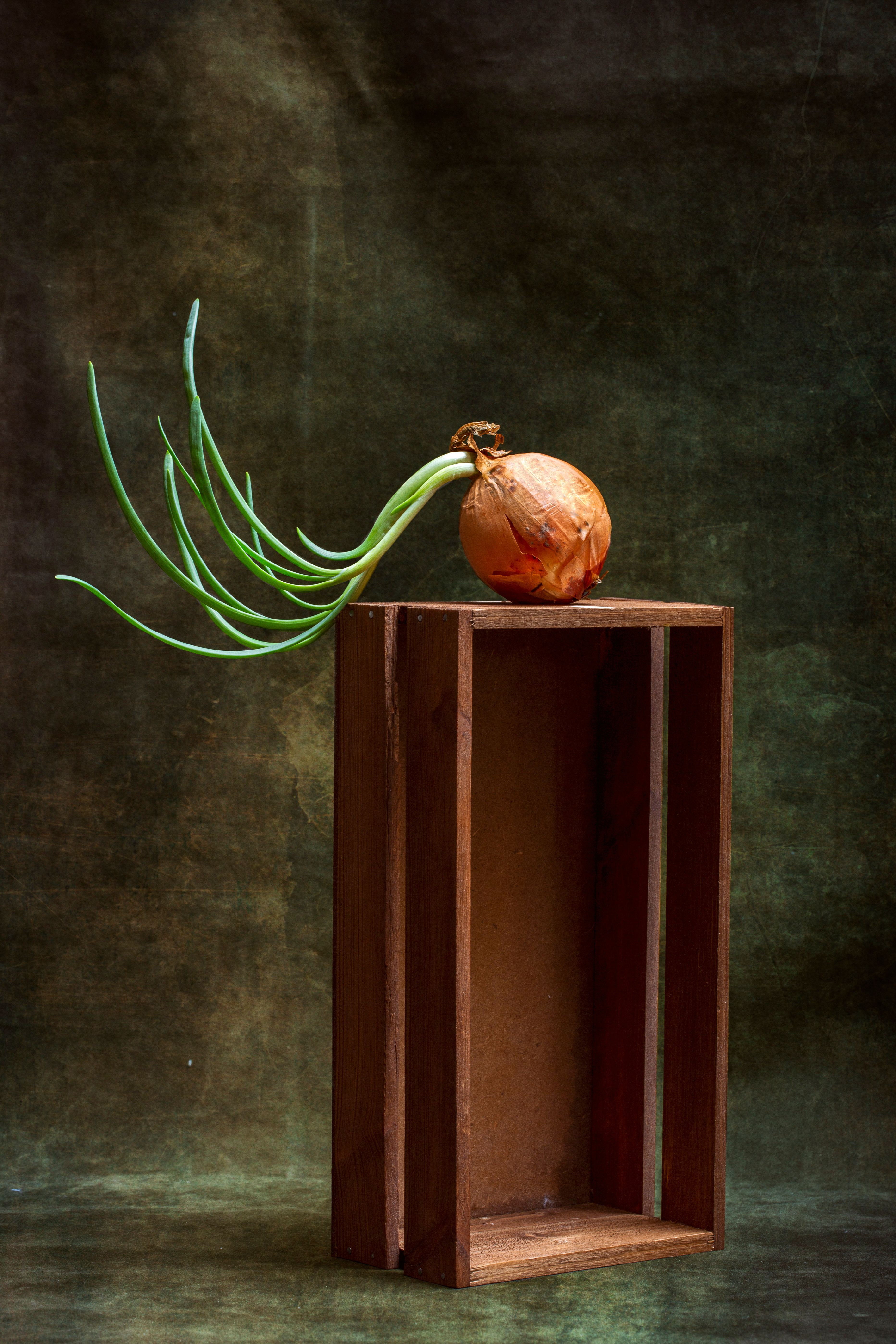 Artistic Still Life of Sprouting Onion on Wooden Crate · Free Stock Photo