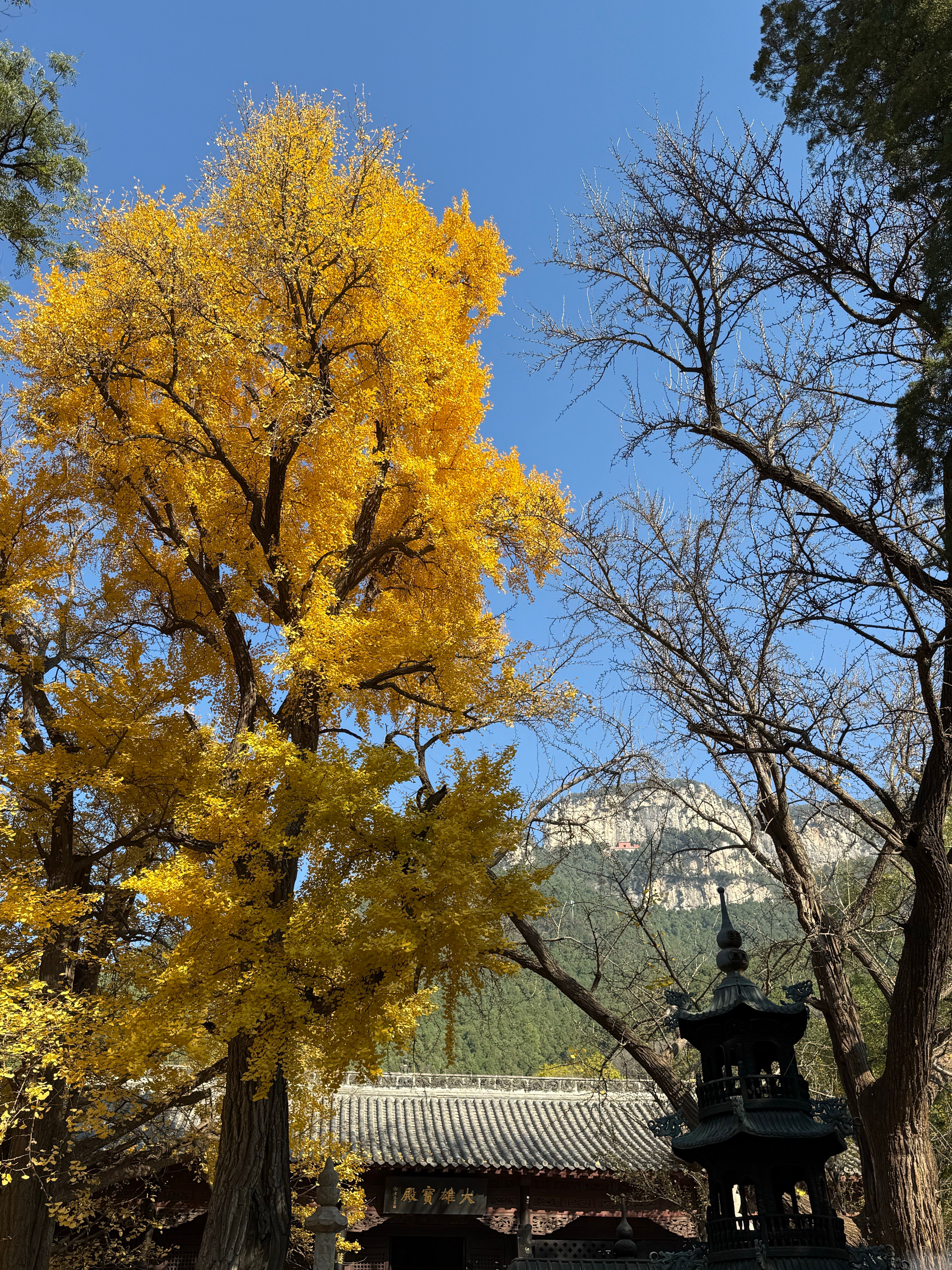 Golden Ginkgo Tree in Serene Autumn Temple Setting · Free Stock Photo