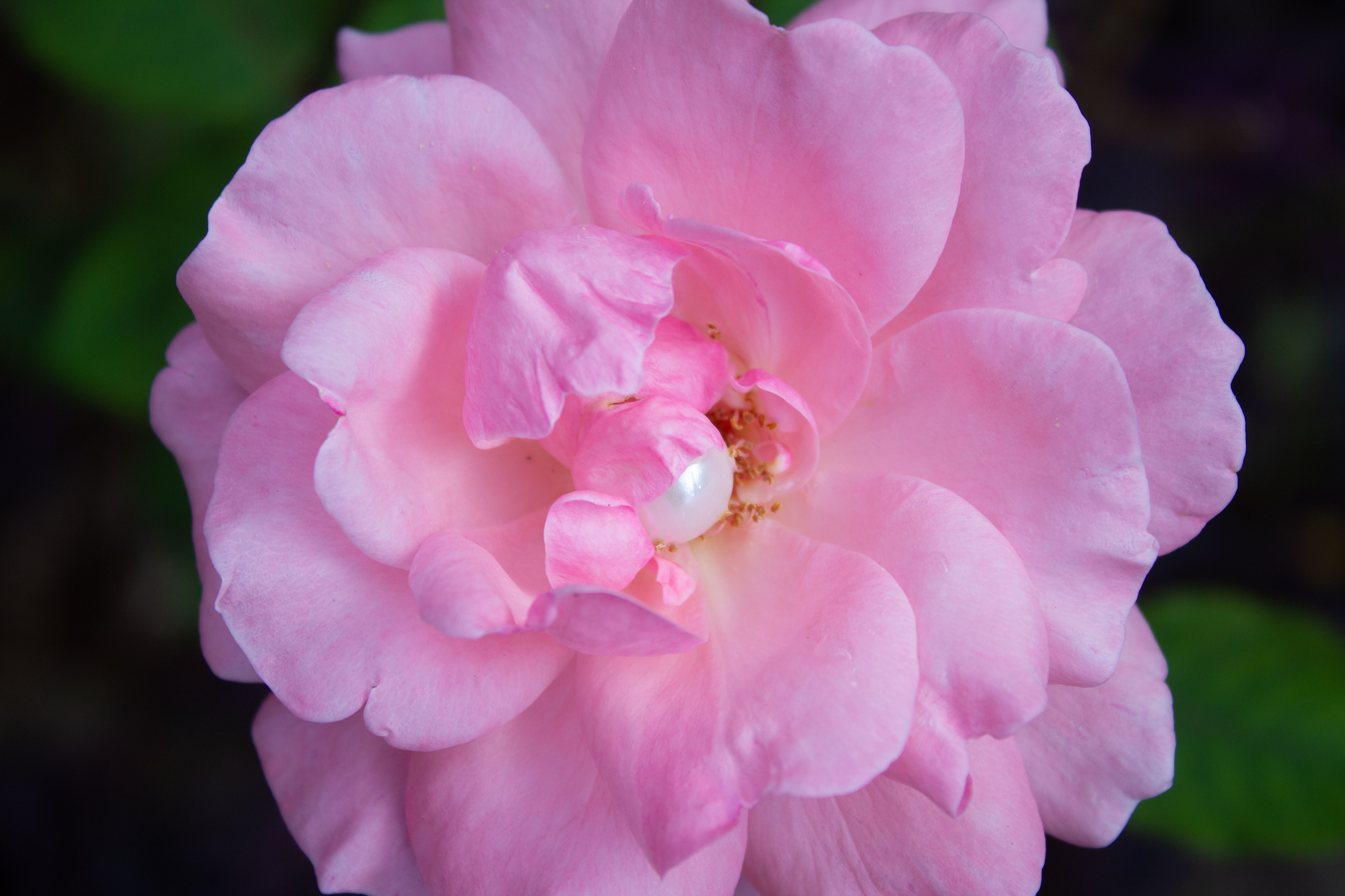 Close-up of Pink Rose Blossoming in Garden · Free Stock Photo