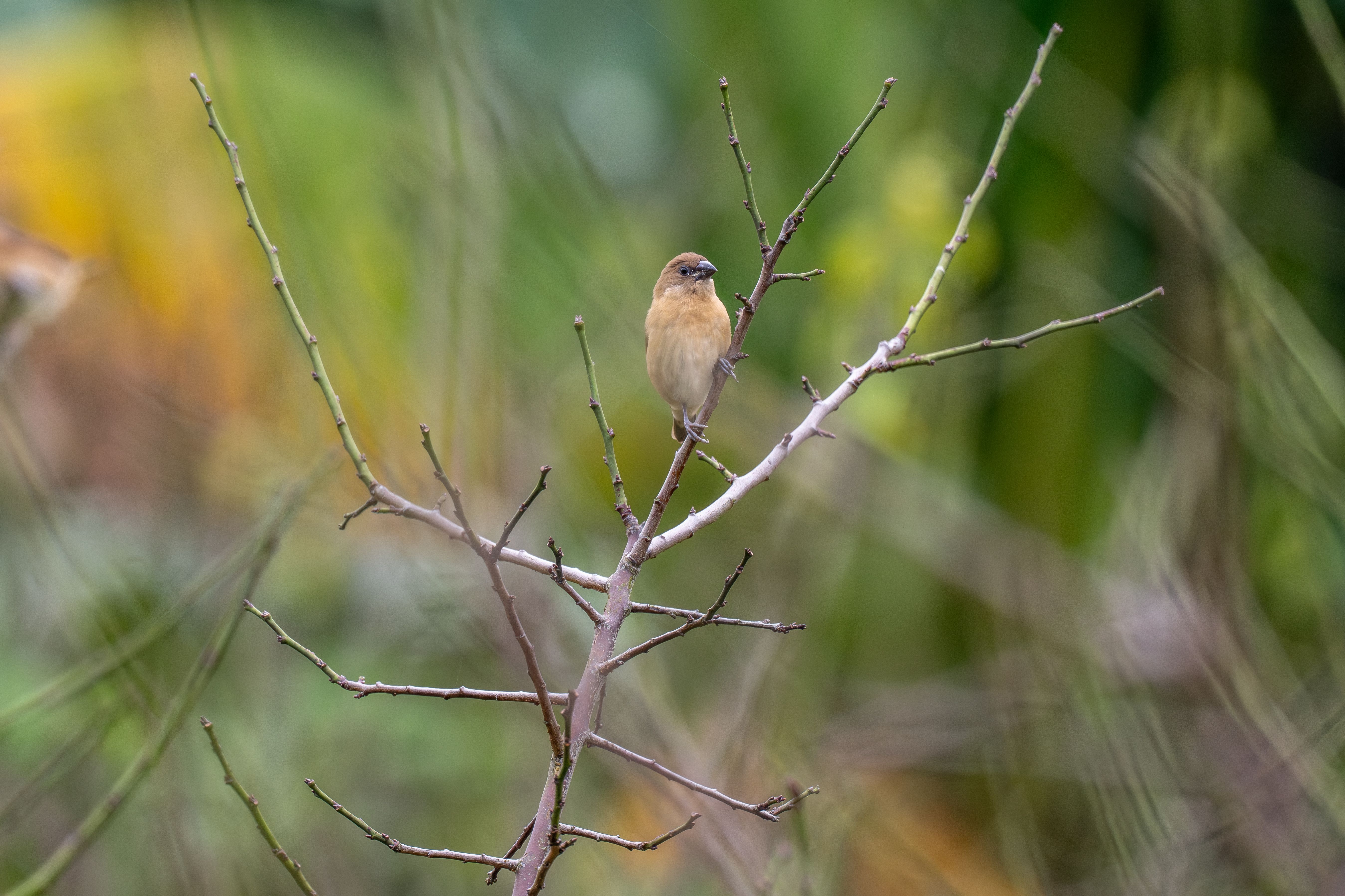 (Chirping)+Getyarn Photos, Download The BEST Free (Chirping)+Getyarn ...
