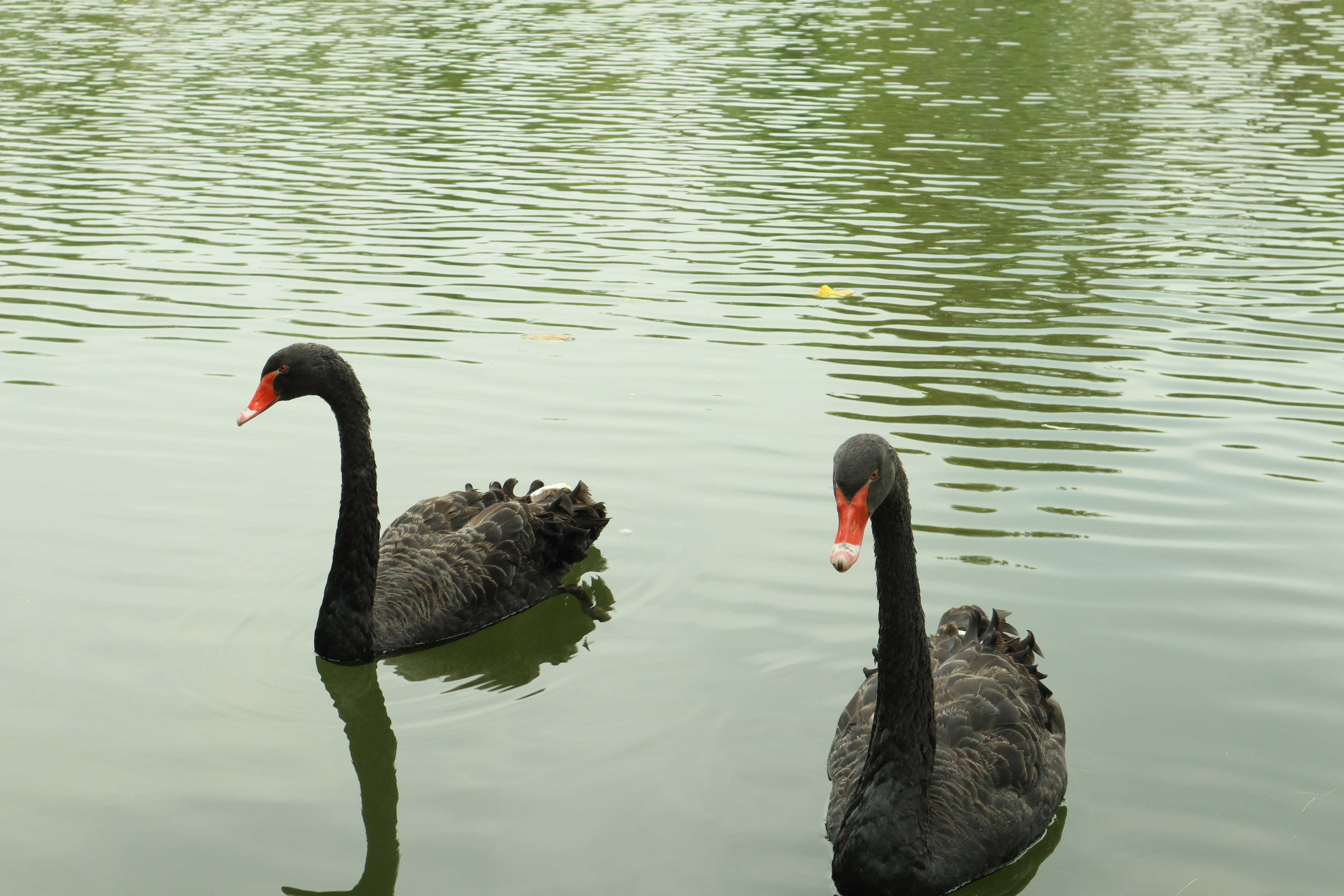 Pair of Black Swans Gracefully Floating on Calm Water · Free Stock Photo