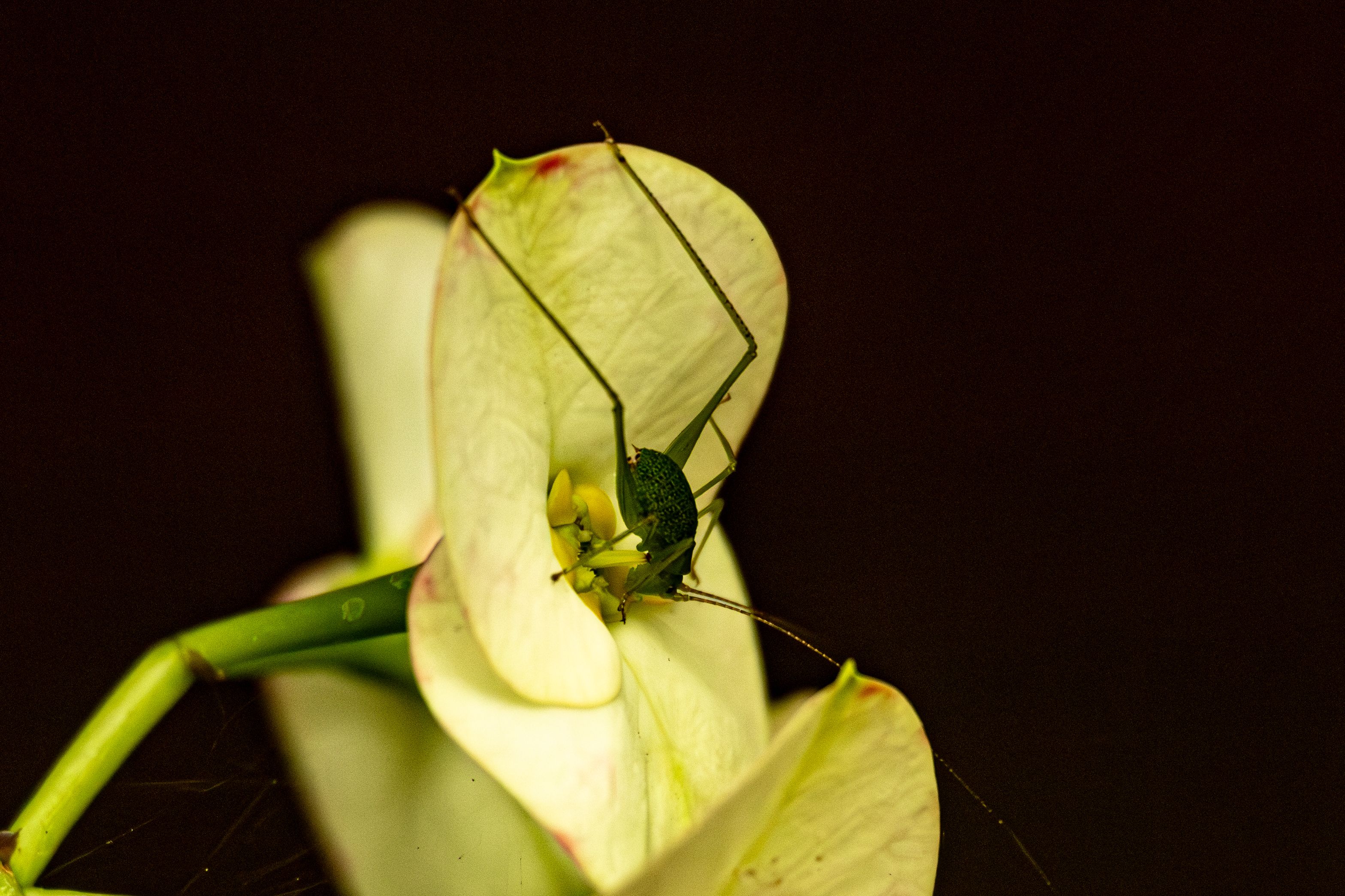 Macro Shot of Green Insect on White Flower Petal · Free Stock Photo