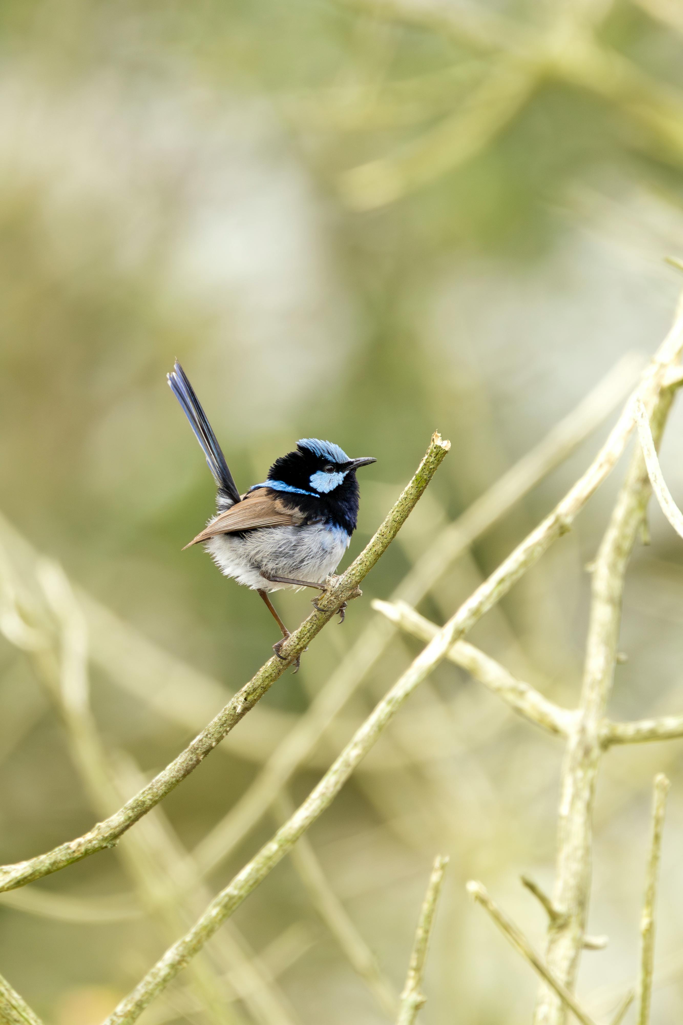 Pictures+Of+Anime+Wallpaper Photos, Download The BEST Free Pictures+Of ...