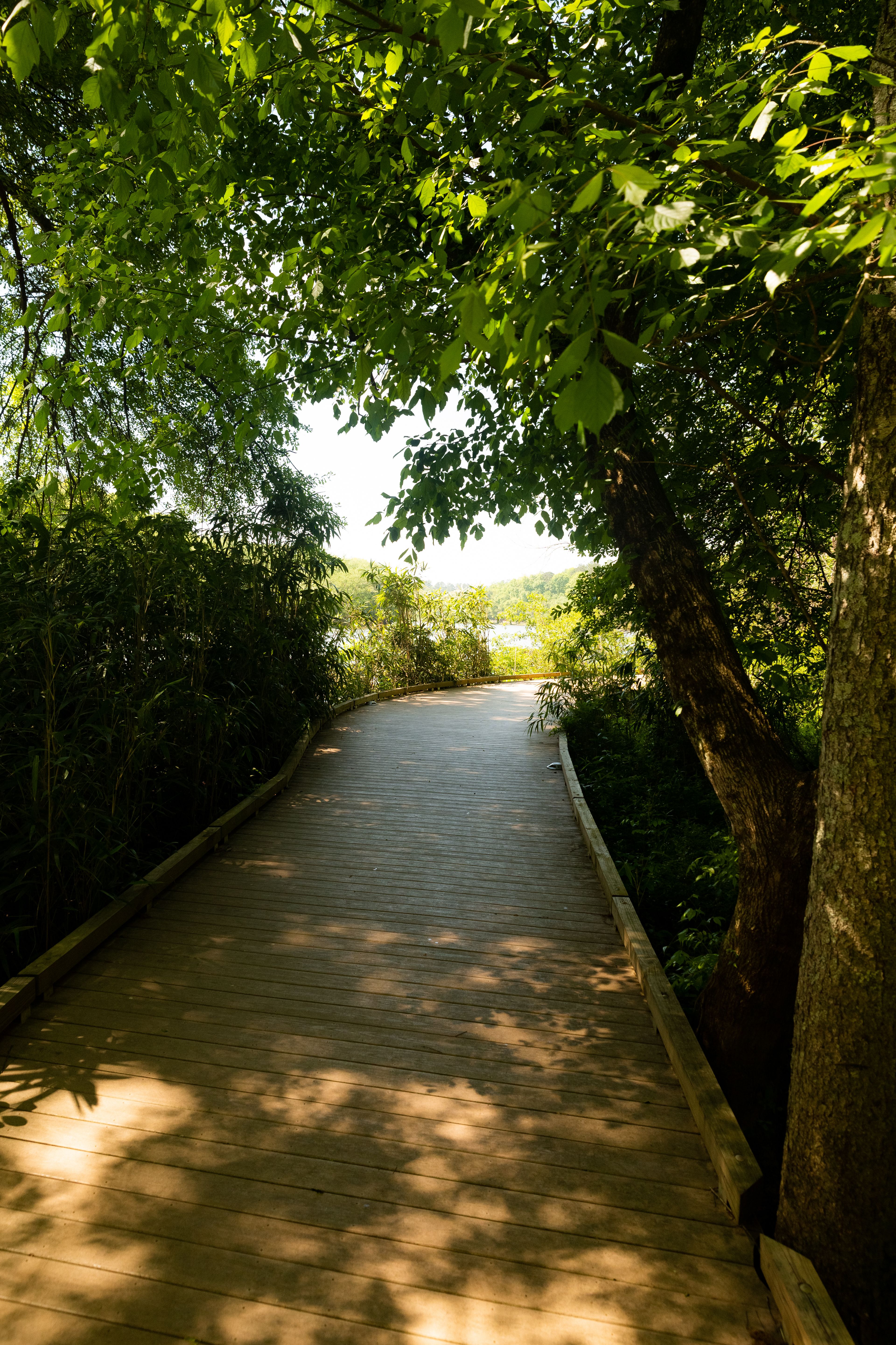 Serene Forest Pathway in Sunlit Wilderness · Free Stock Photo