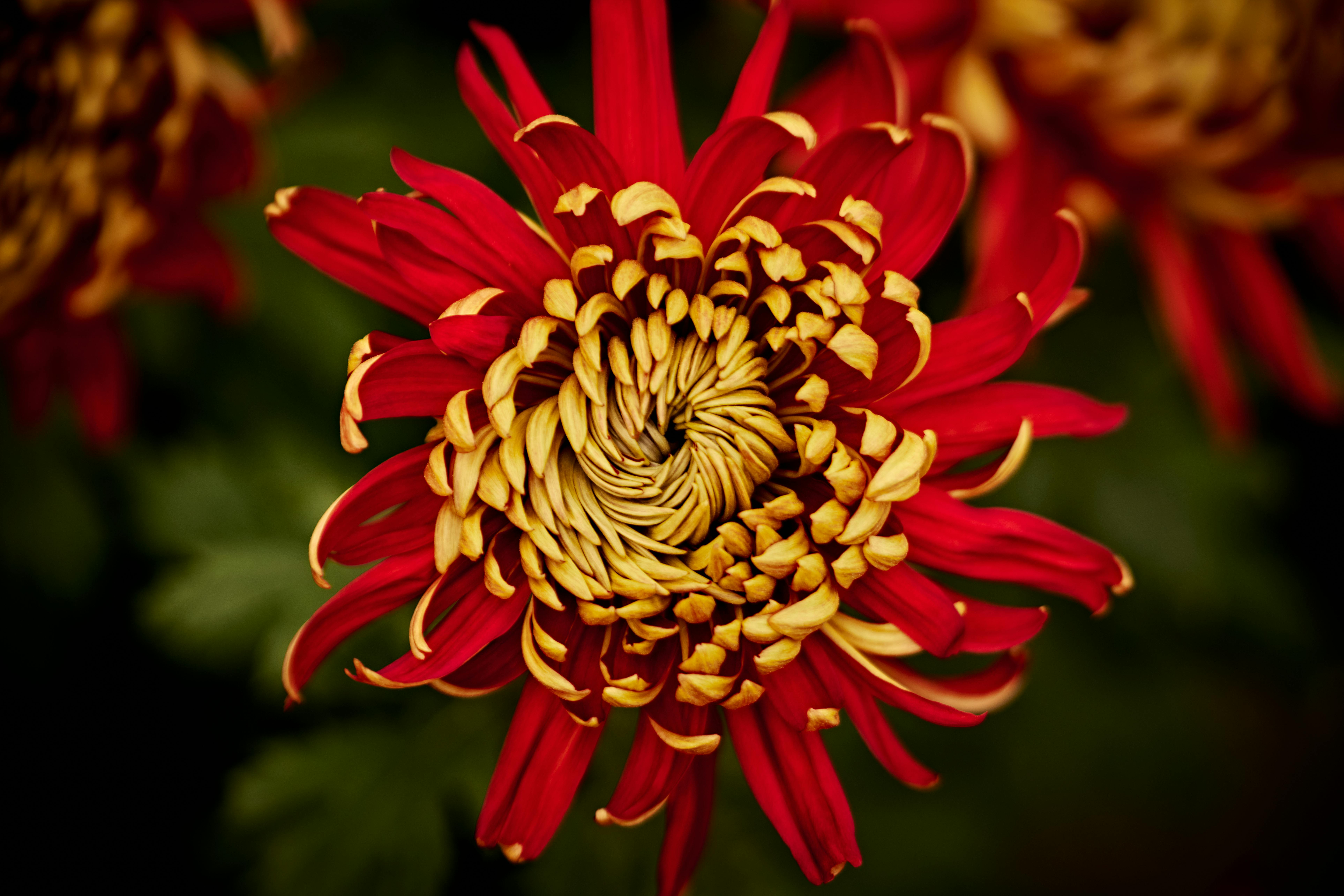 100.000+ Foto How-to-execute-docker-image-run Terbaik · Unduh Gratis ...