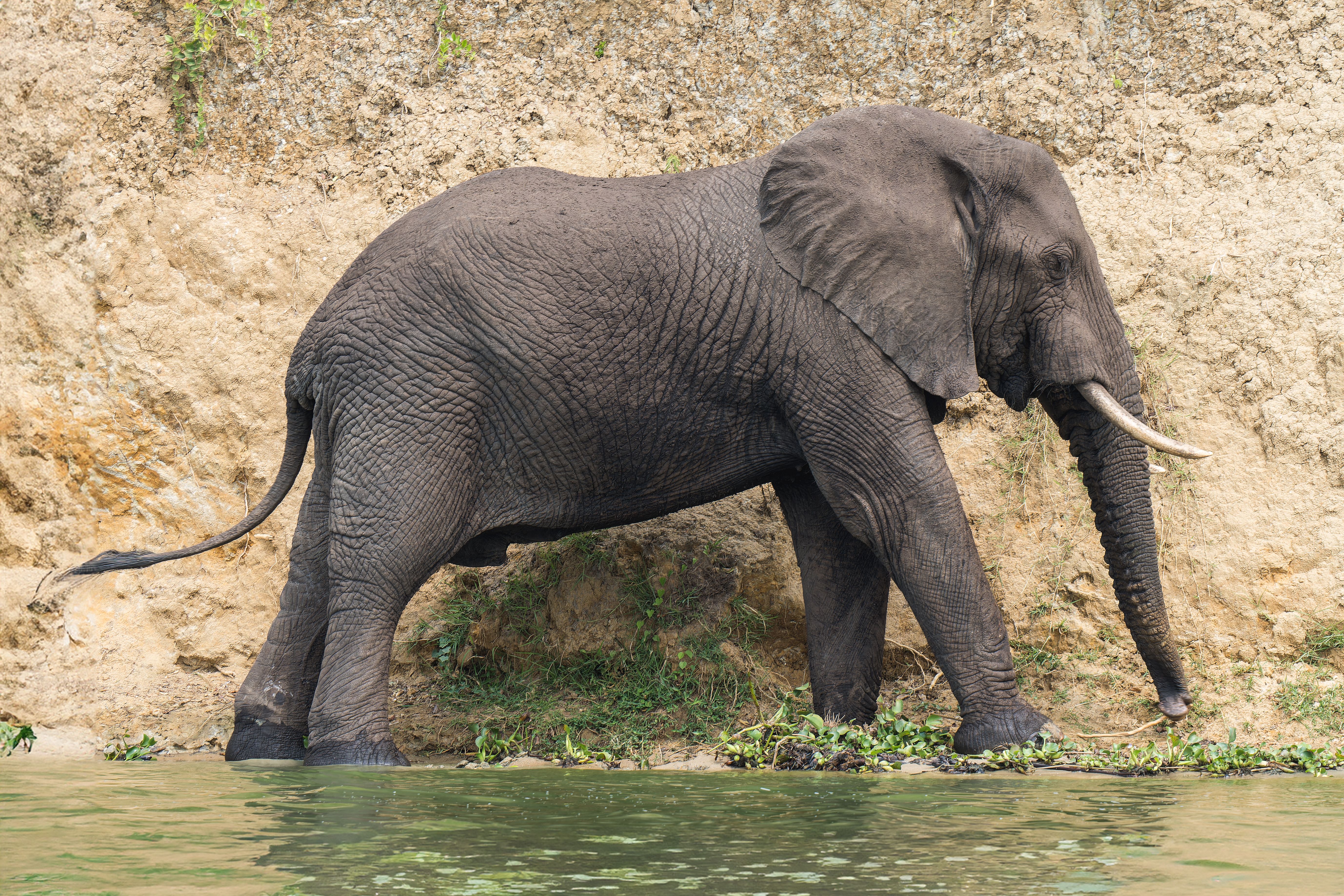 Majestic African Elephant in Natural Habitat · Free Stock Photo
