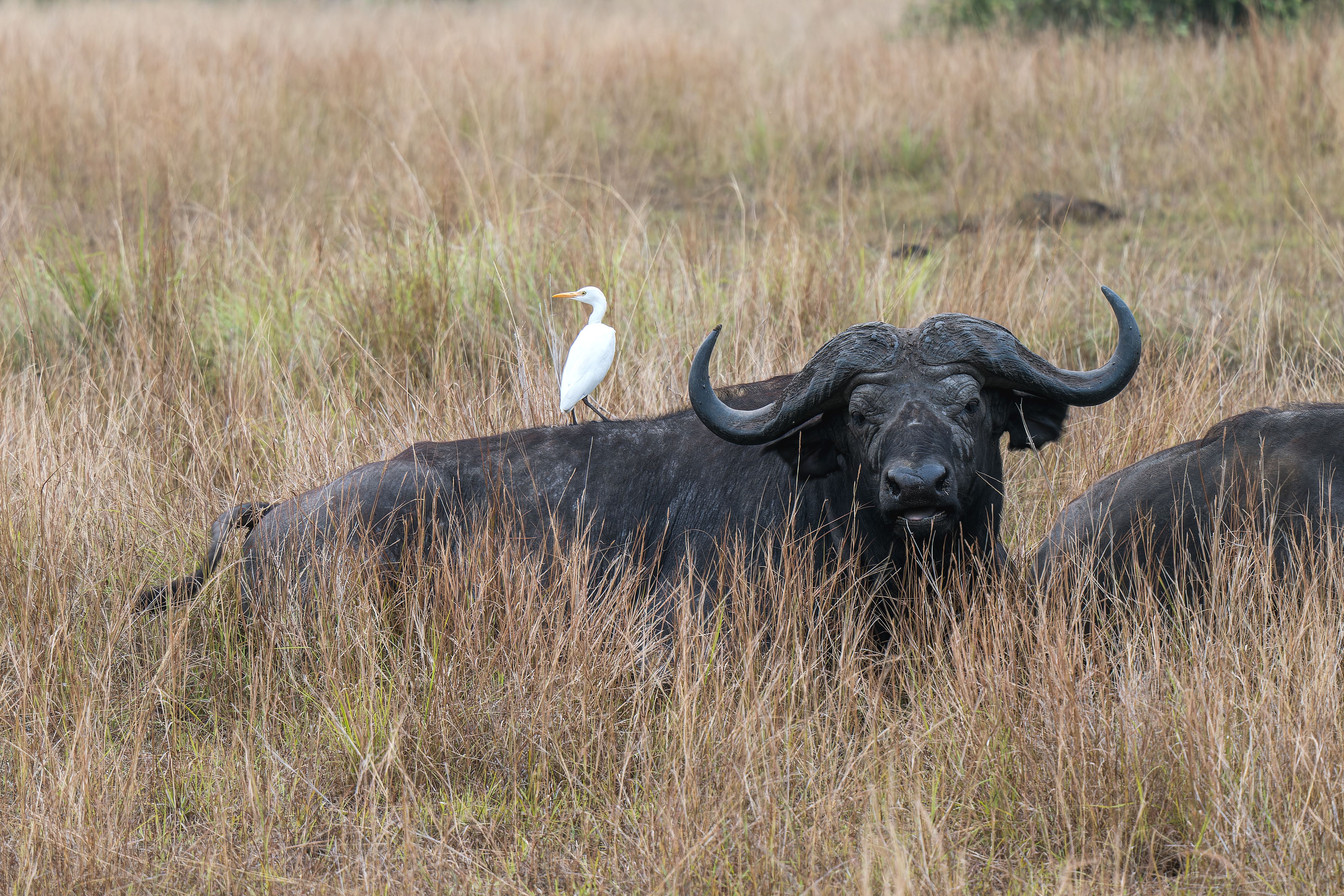 African Buffalo with Egret in Savanna Grassland · Free Stock Photo