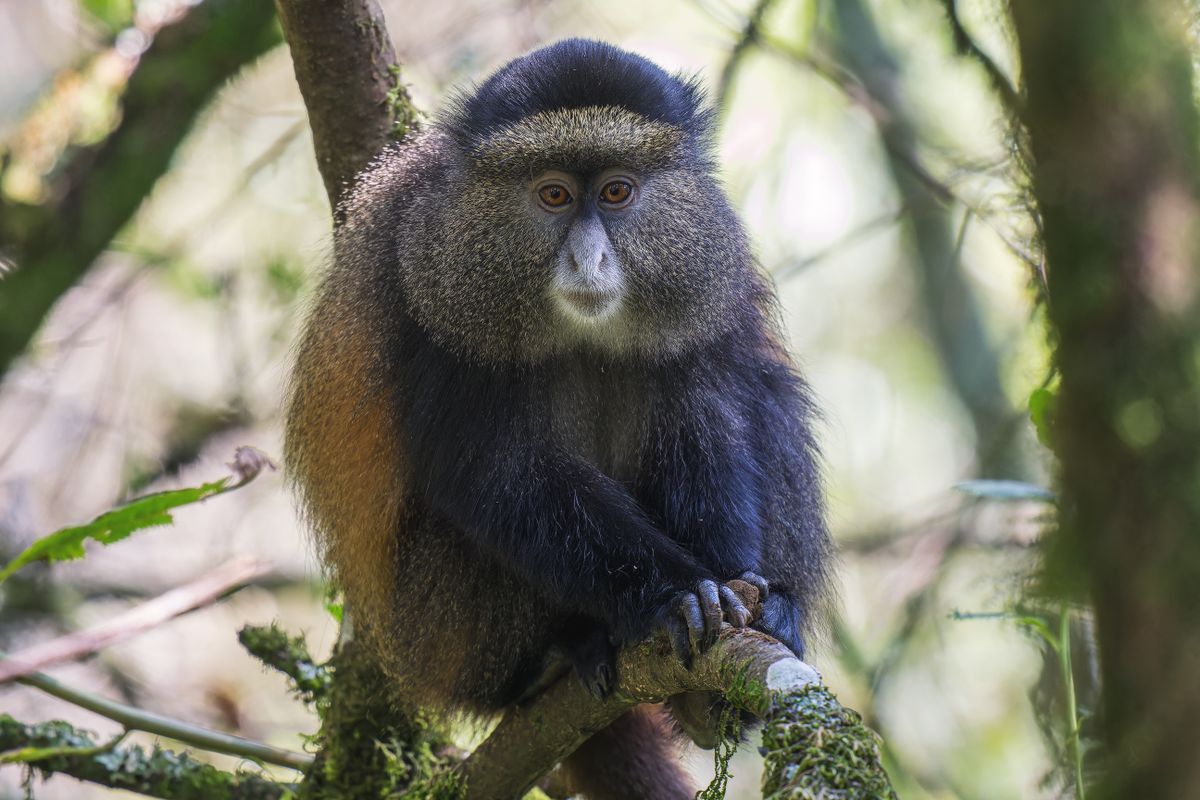 Golden Monkey In Volcanoes National Park, Rwanda Photos, Download The ...
