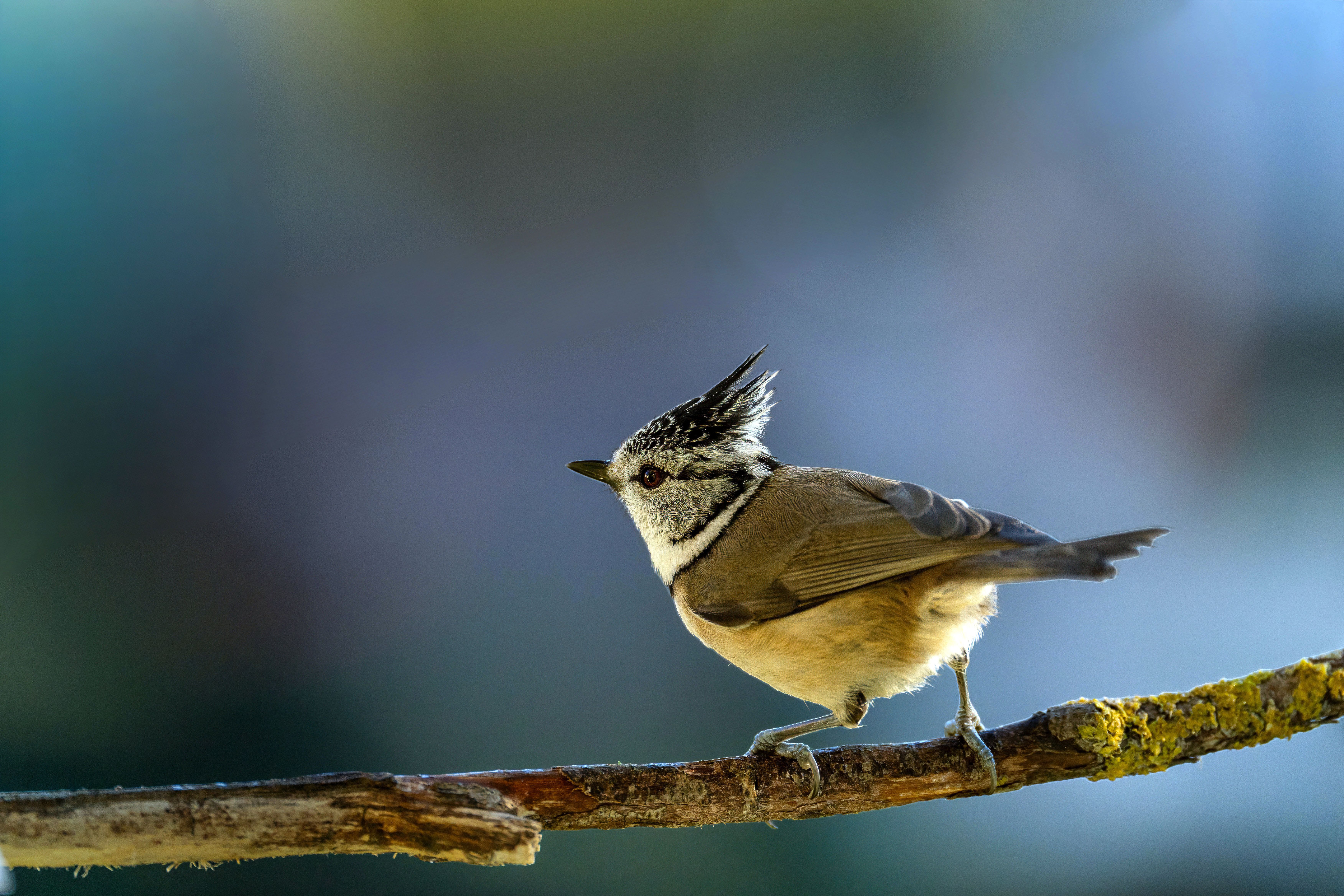 Close-up of a Crested Tit on a Branch · Free Stock Photo