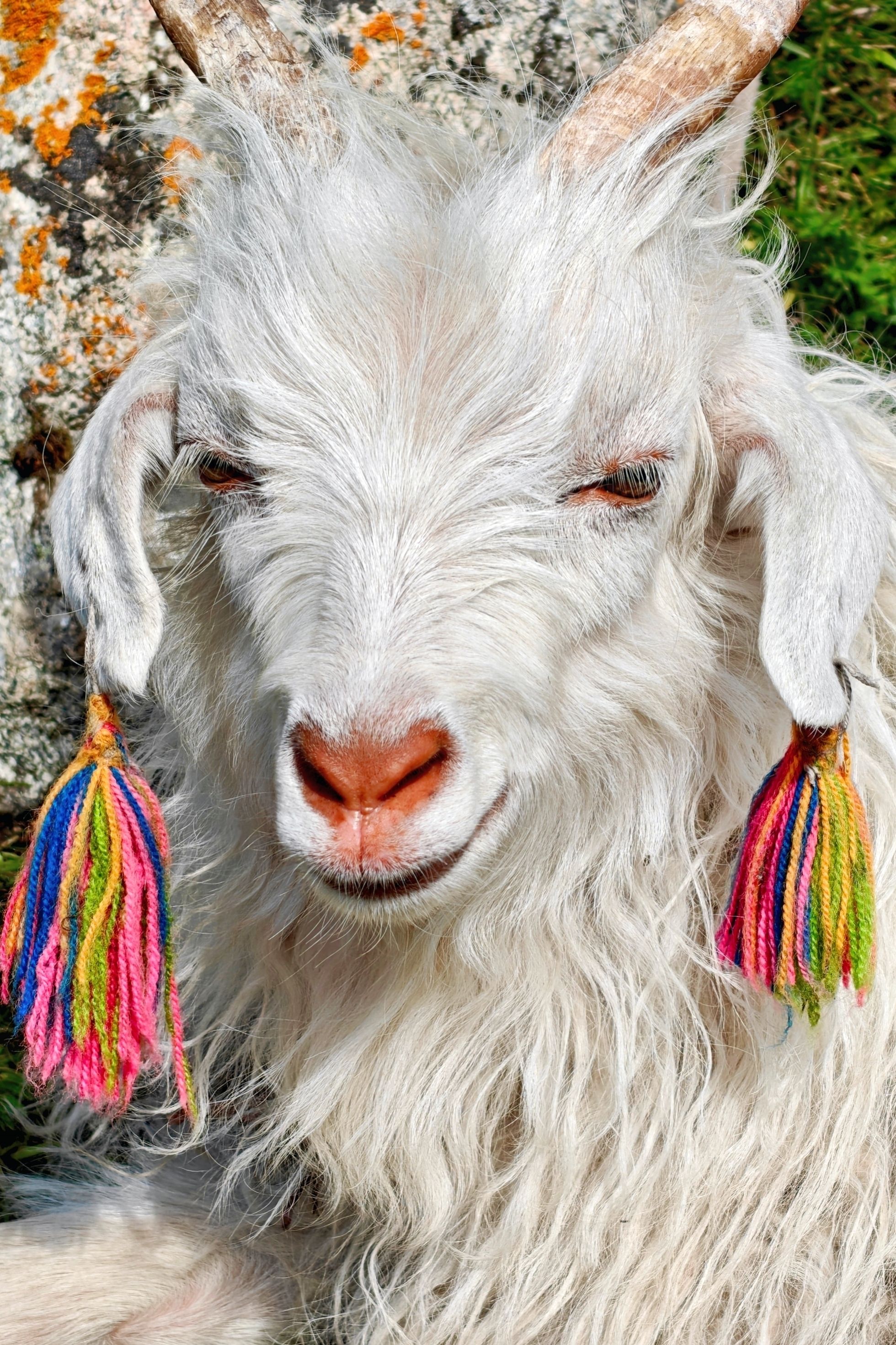 Cute+Suar Photos, Download The BEST Free Cute+Suar Stock Photos & HD Images