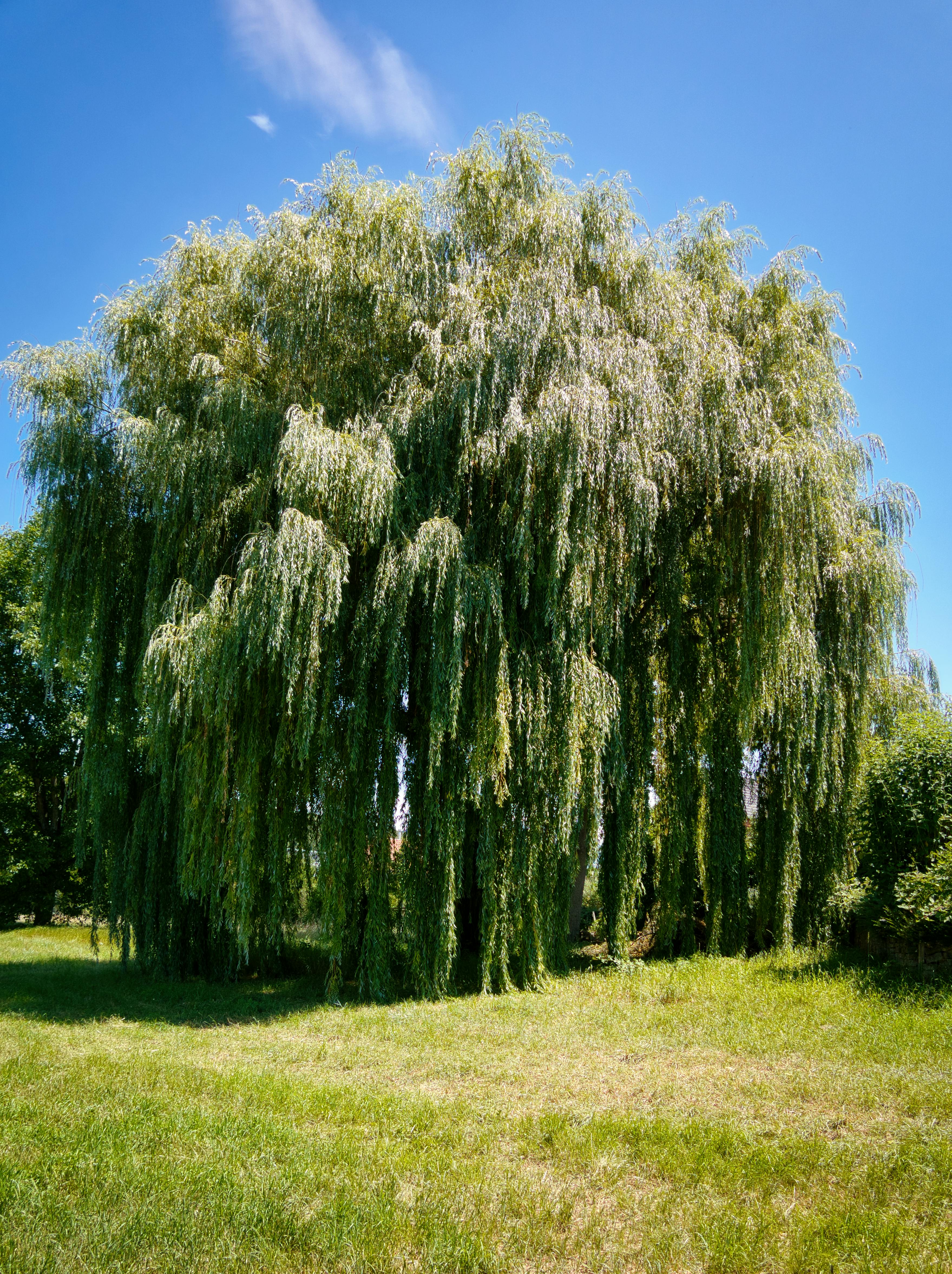 Majestic Willow Tree in Summer Sunlight · Free Stock Photo