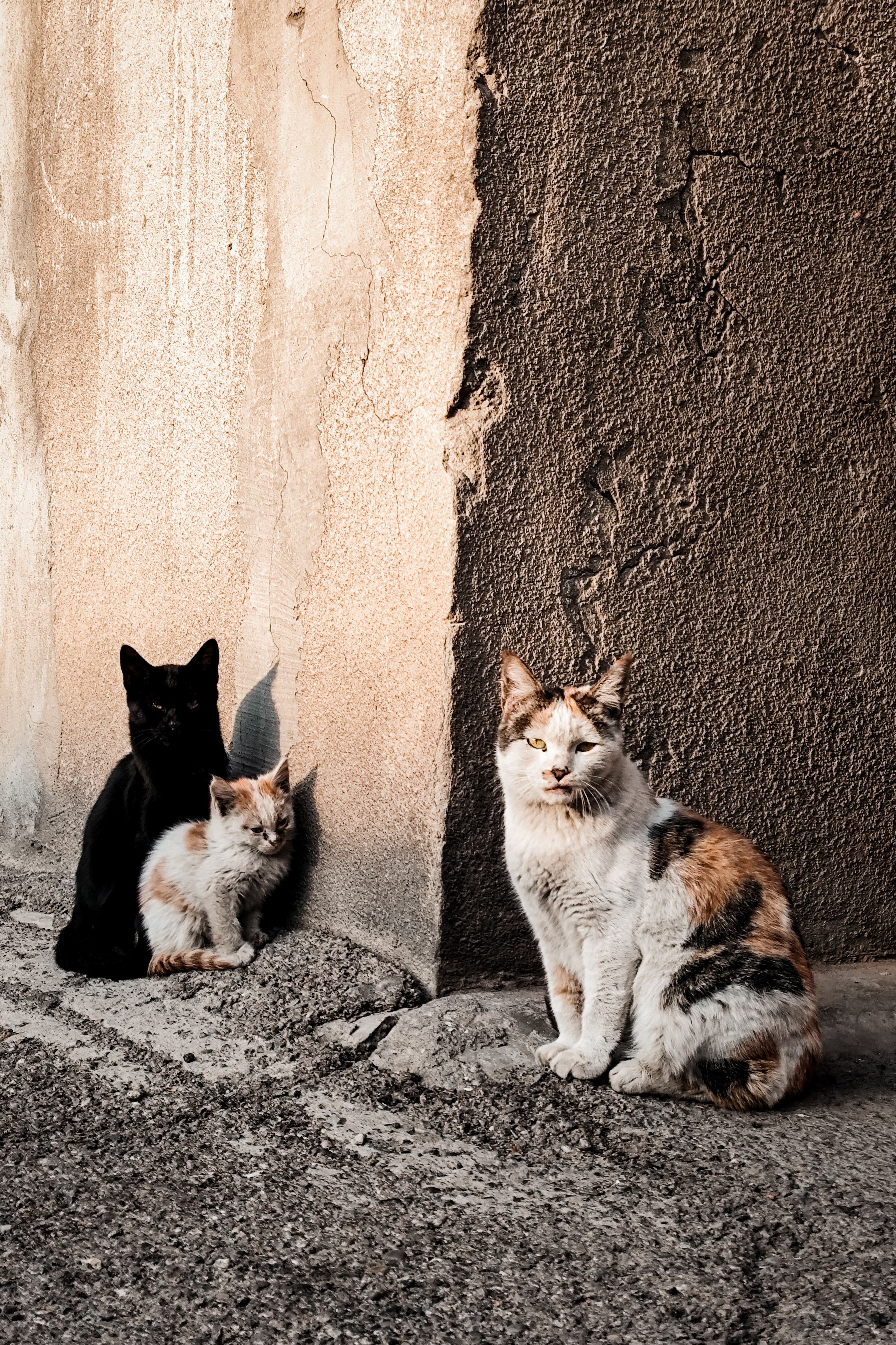 Cats Reference Photos, Download The BEST Free Cats Reference Stock ...