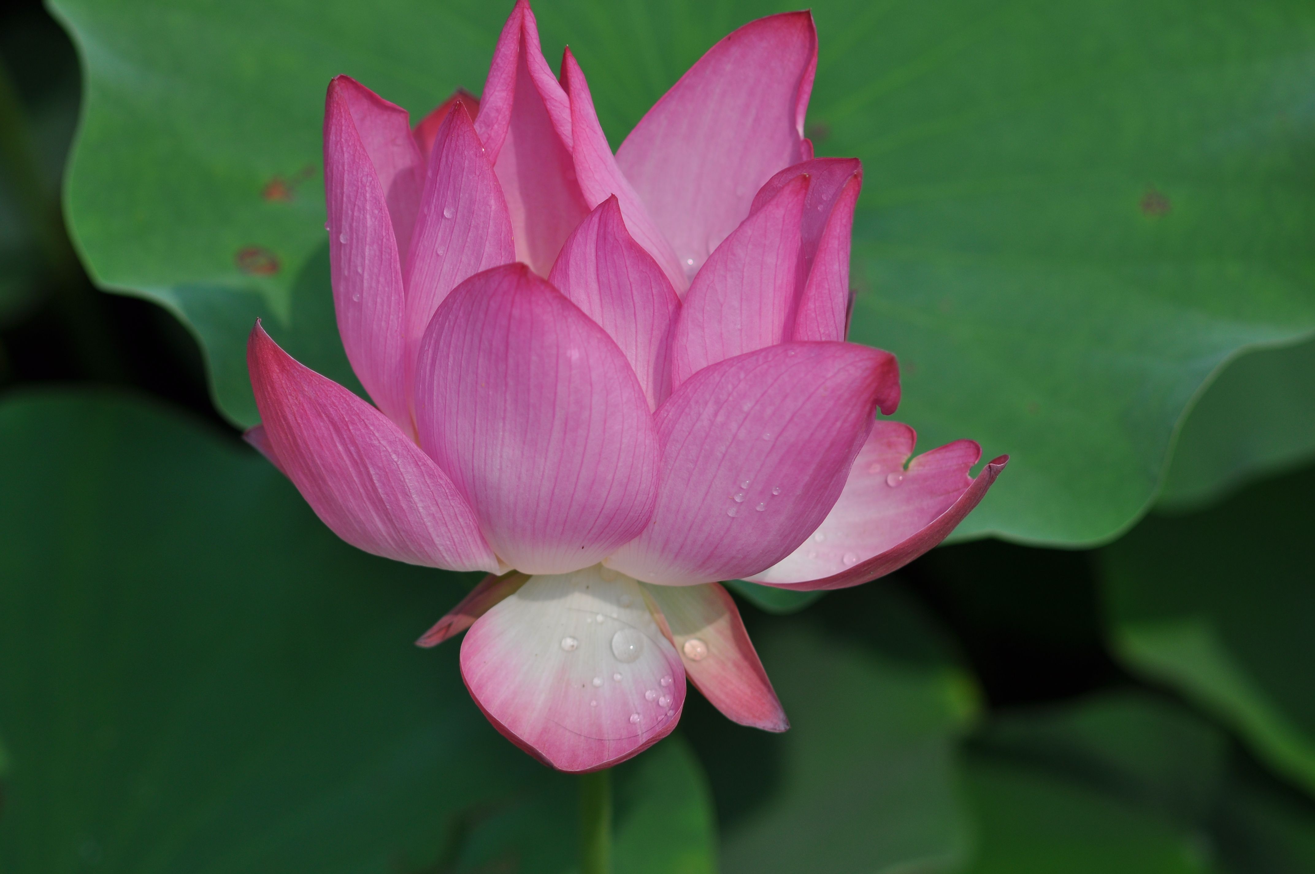 Vibrant Pink Lotus Flower in Natural Habitat · Free Stock Photo