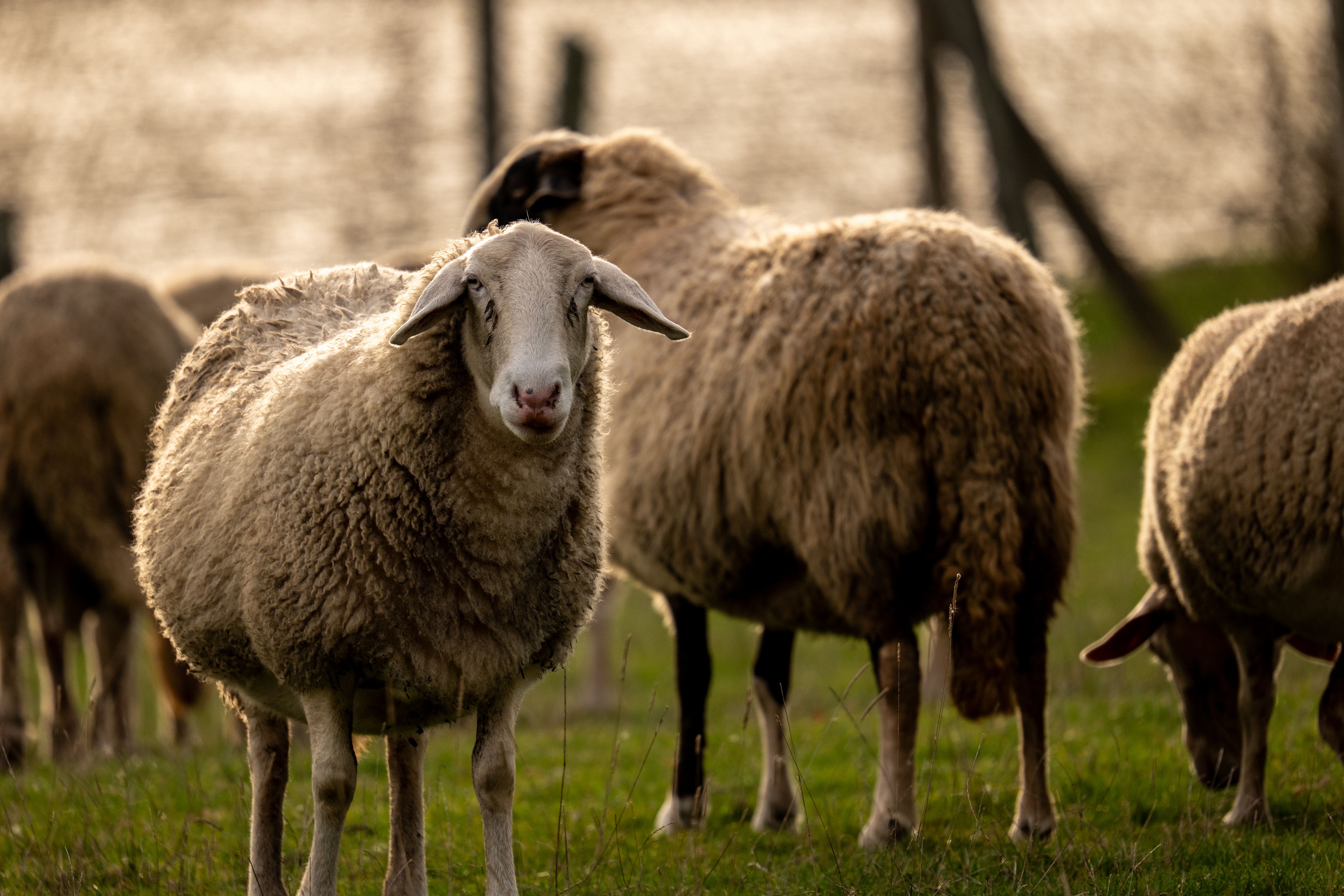 Sheep Flock Hd Wallpaper 11,300+ Sheep Farm Stock Photos, Pictures