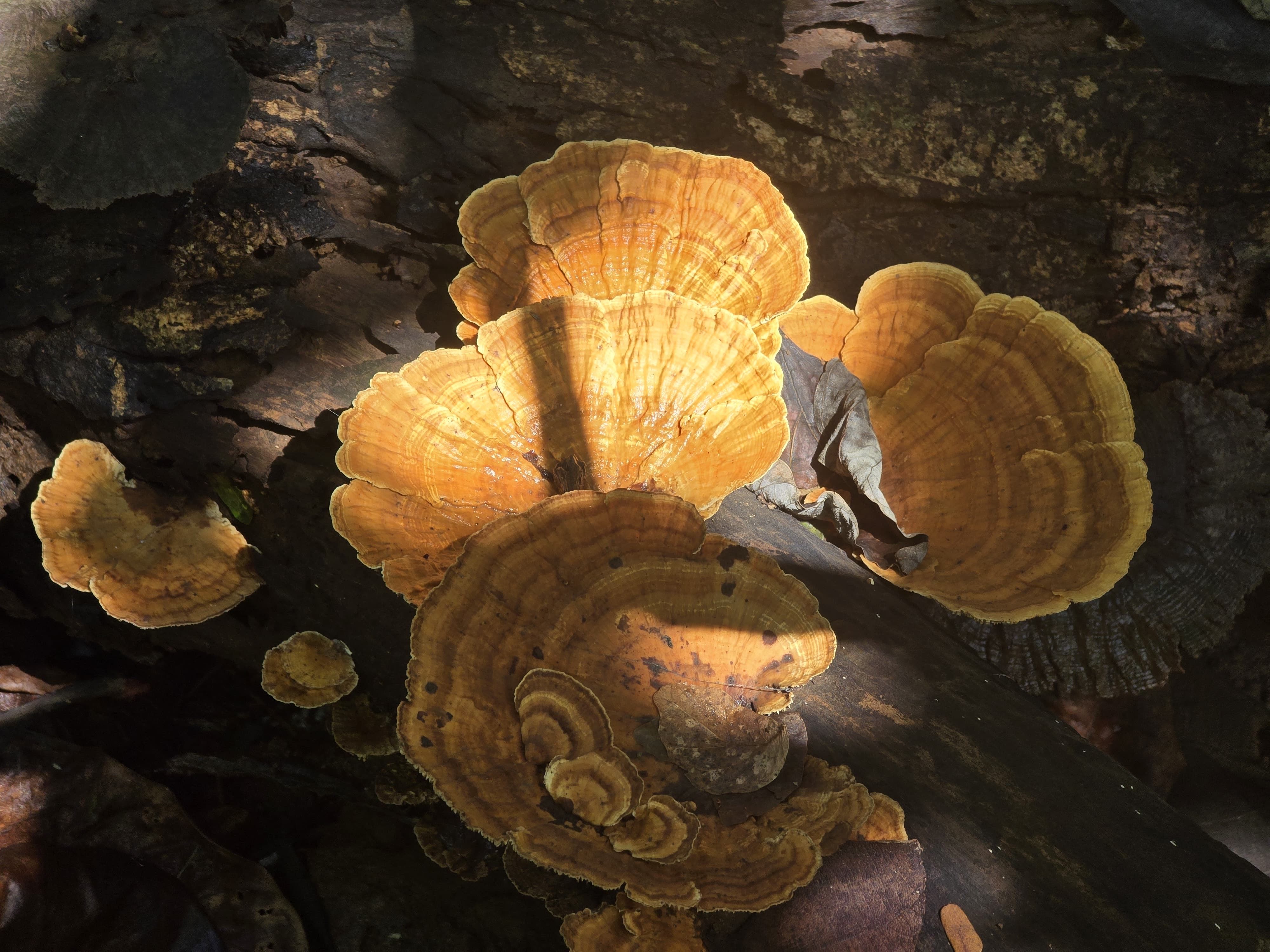 Golden Bracket Fungus on Forest Log in Sunlight · Free Stock Photo