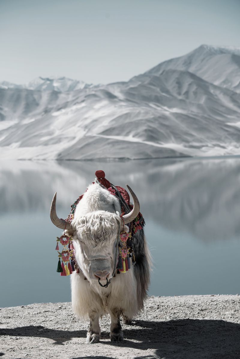 Yak Photos, Download The BEST Free Yak Stock Photos & HD Images